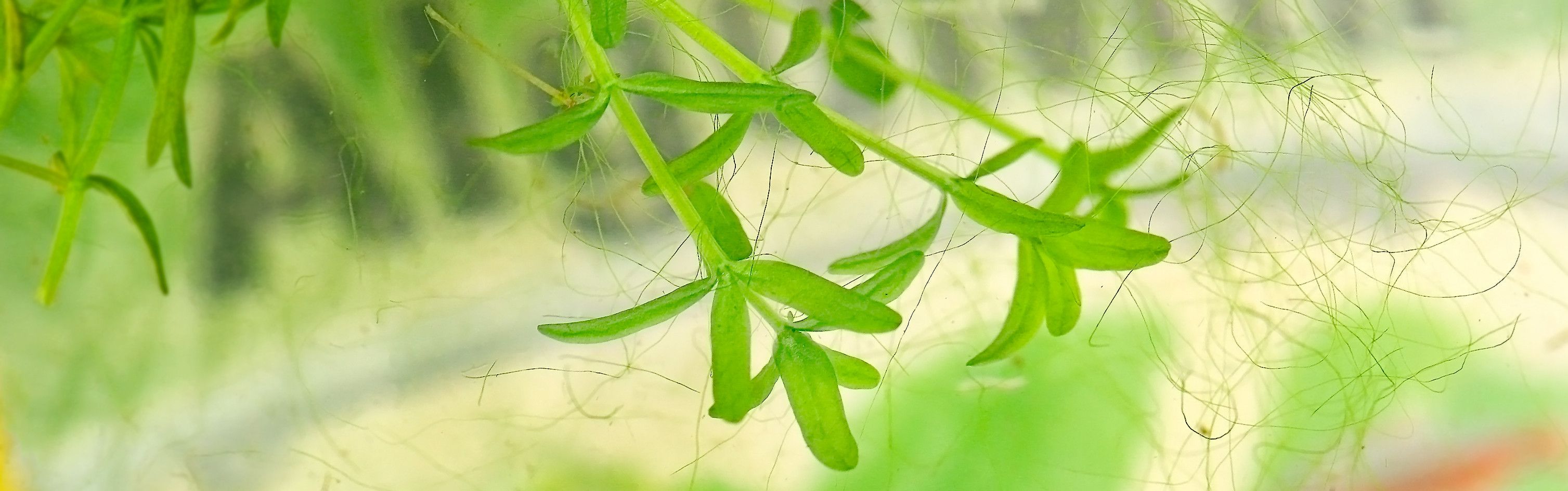 Buy Tetra Algae Control products | Tetra Shop