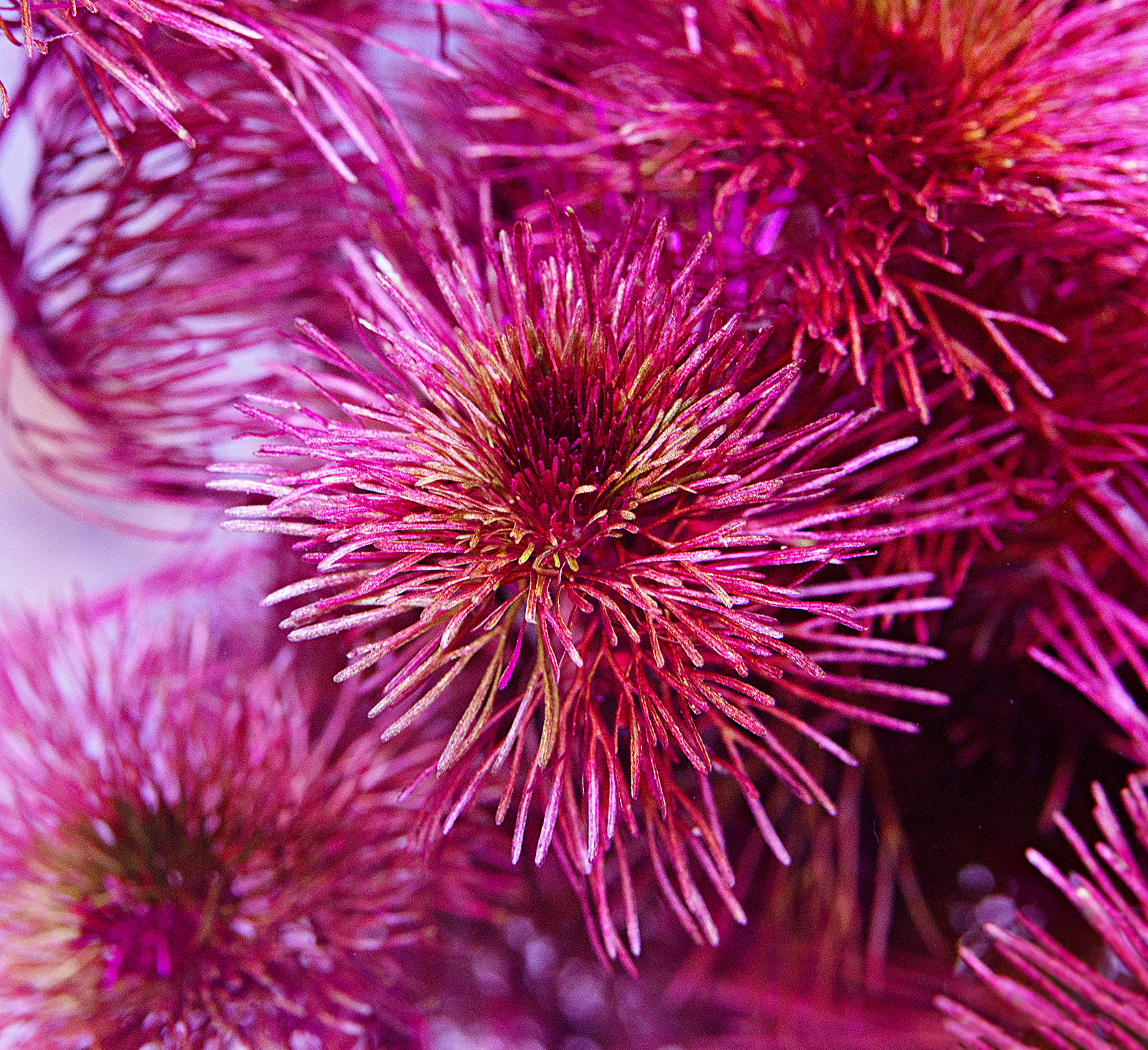 Cabomba furcata ("piauhyensis") - Pot | Aquasabi - Aquascaping Shop