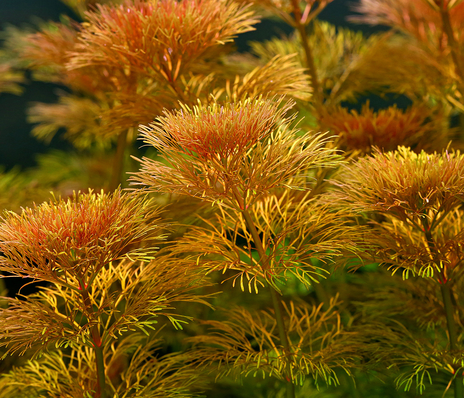 Limnophila sessiliflora | Aquasabi - Aquascaping Shop