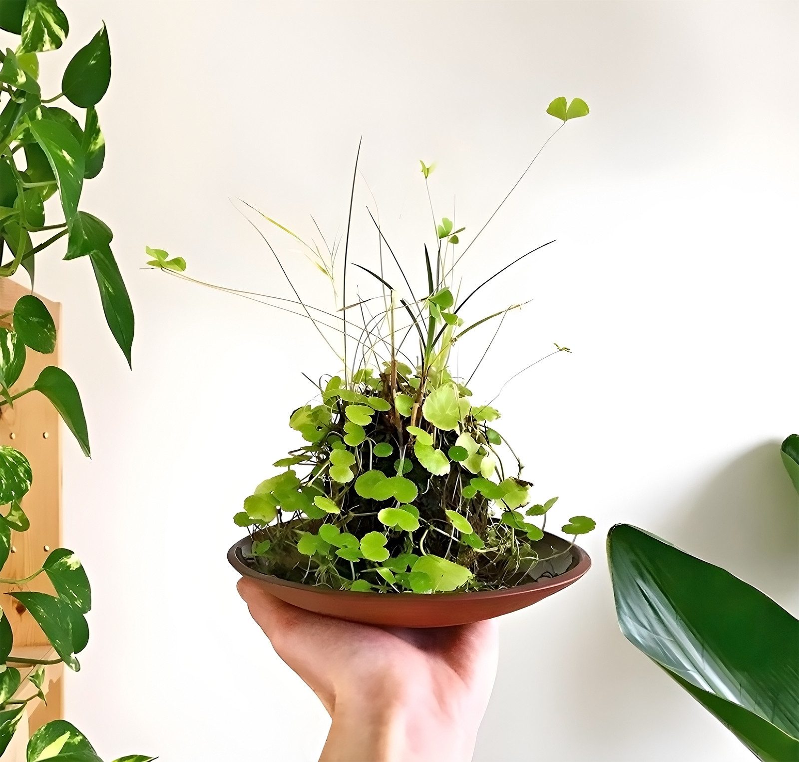 OPAquatics - WabiKusa Substrate Ball | Aquasabi - Aquascaping Shop