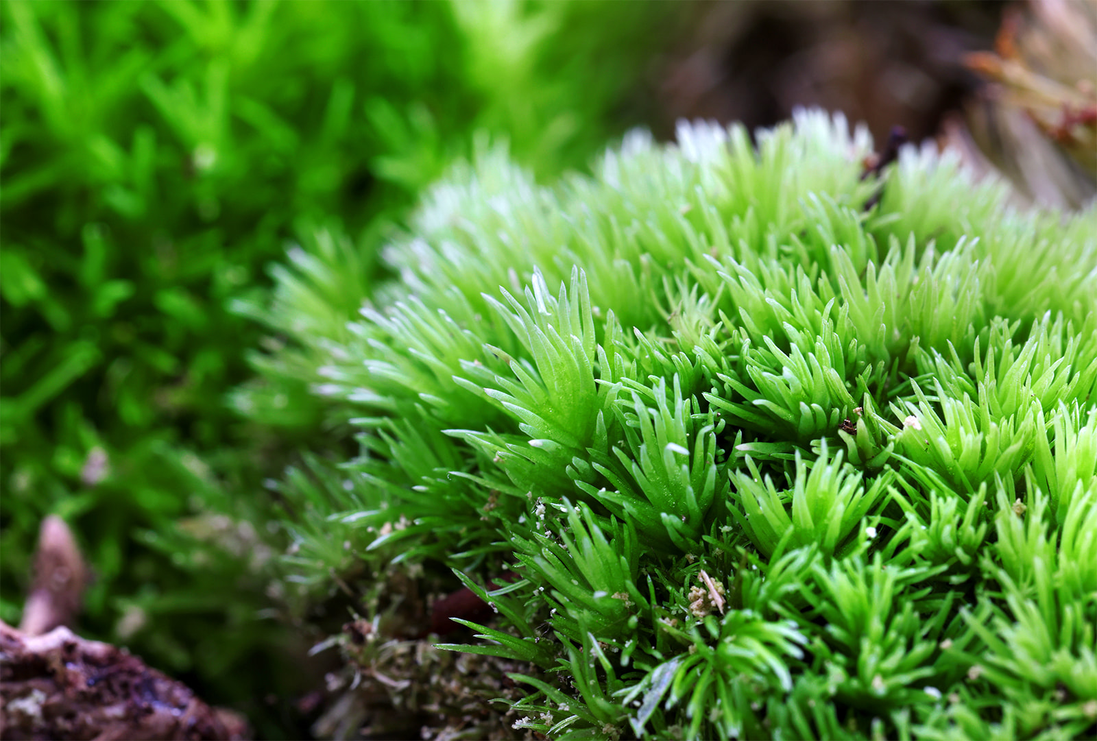 Cushion Moss for Terrarium | Aquasabi - Aquascaping Shop