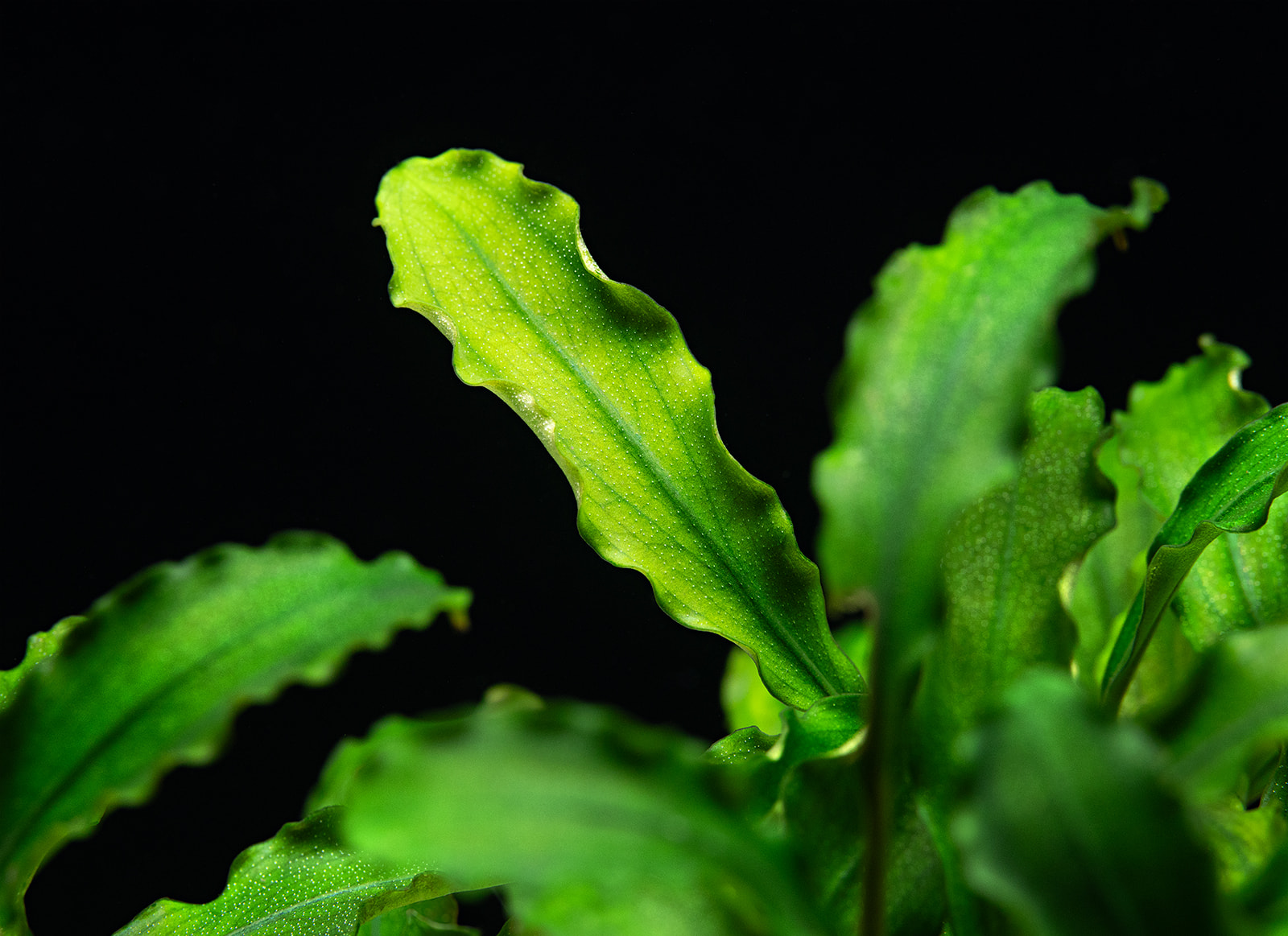 Bucephalandra pygmaea "Bukit Kelam / Sintang" | Aquasabi - Aquascaping Shop