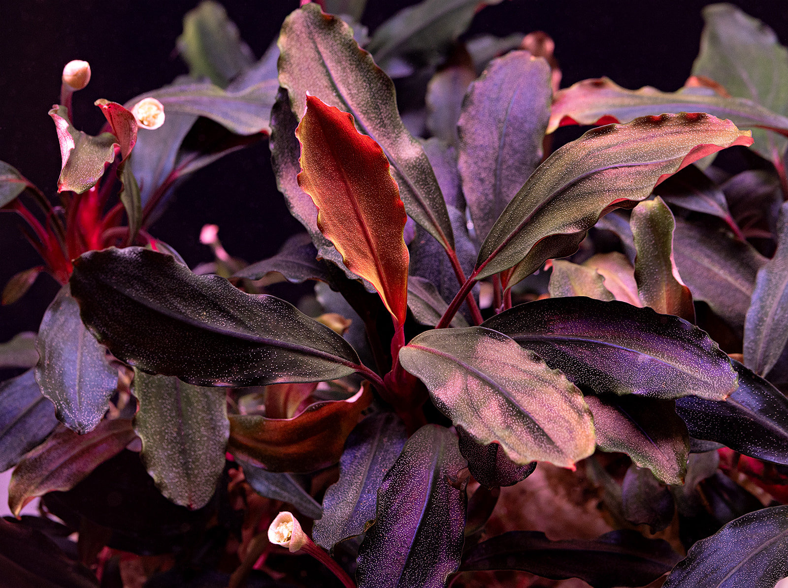 Bucephalandra sp. "Brownie Ghost" | Aquasabi - Aquascaping Shop