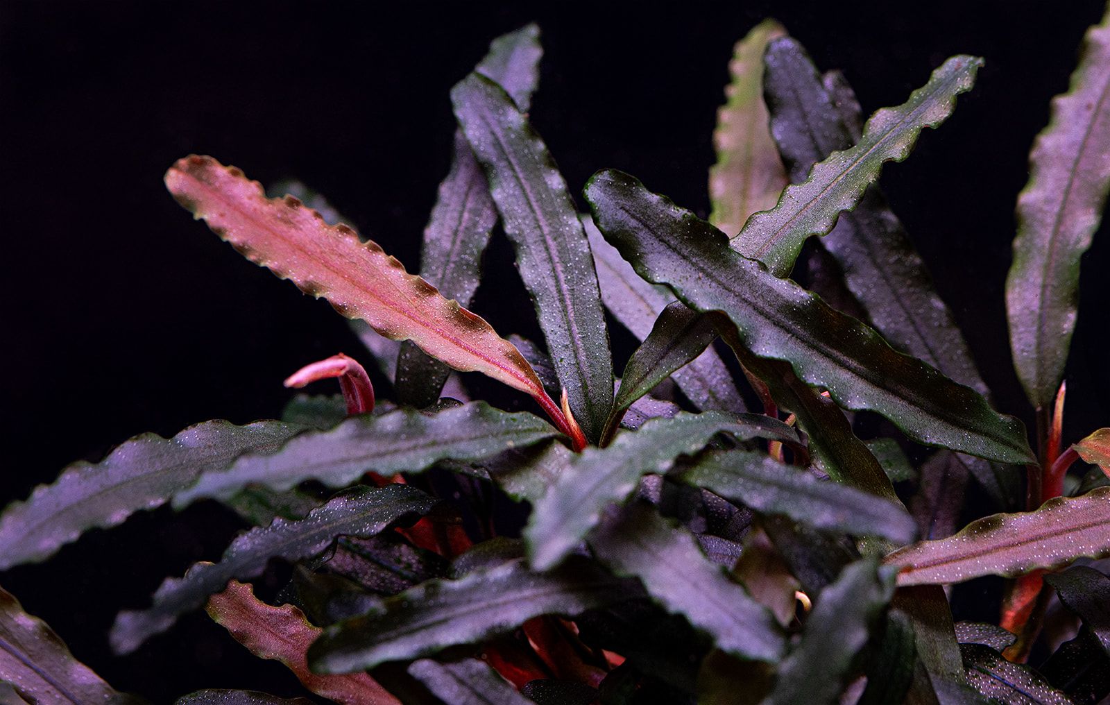 Bucephalandra sp. "Catarina" | Aquasabi - Aquascaping Shop