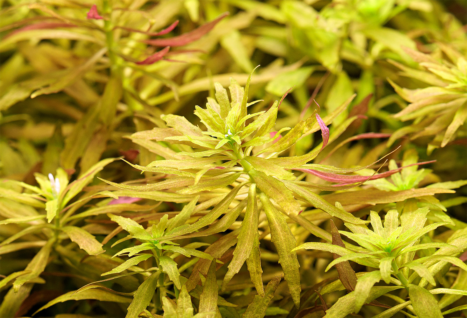 Limnophila cf. hippuridoides "Mini" | Aquasabi - Aquascaping Shop