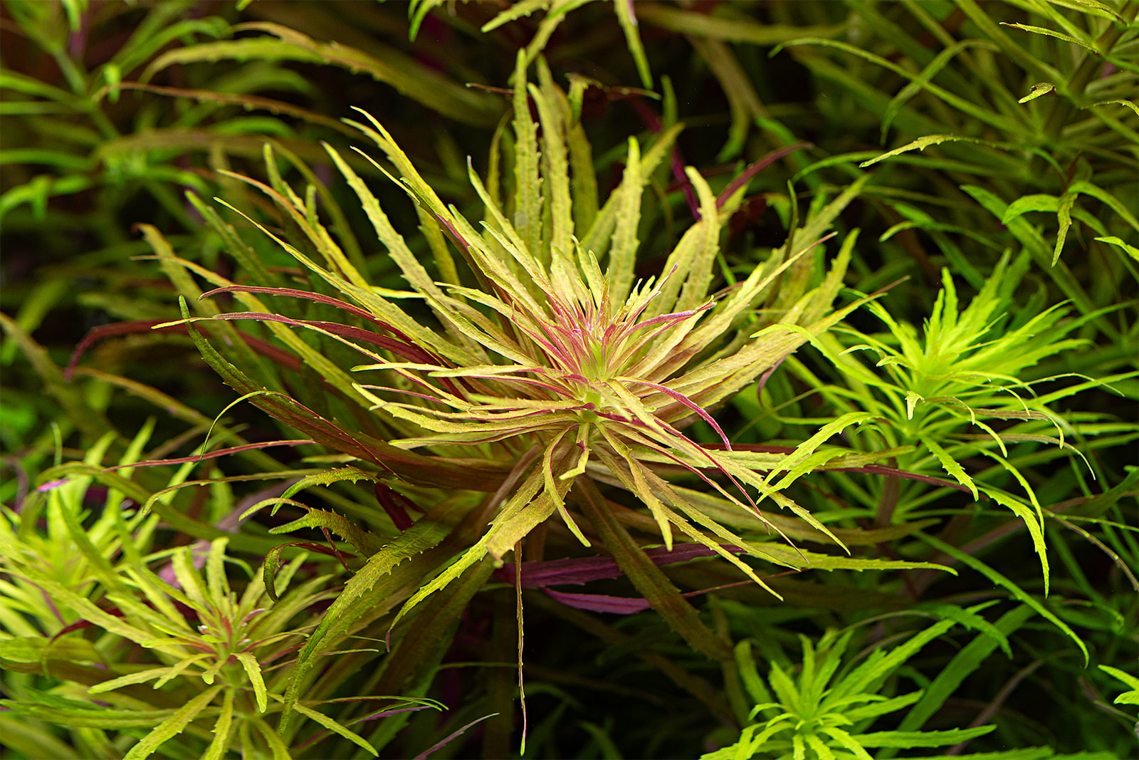 Limnophila hippuridoides | Aquasabi - Aquascaping Shop