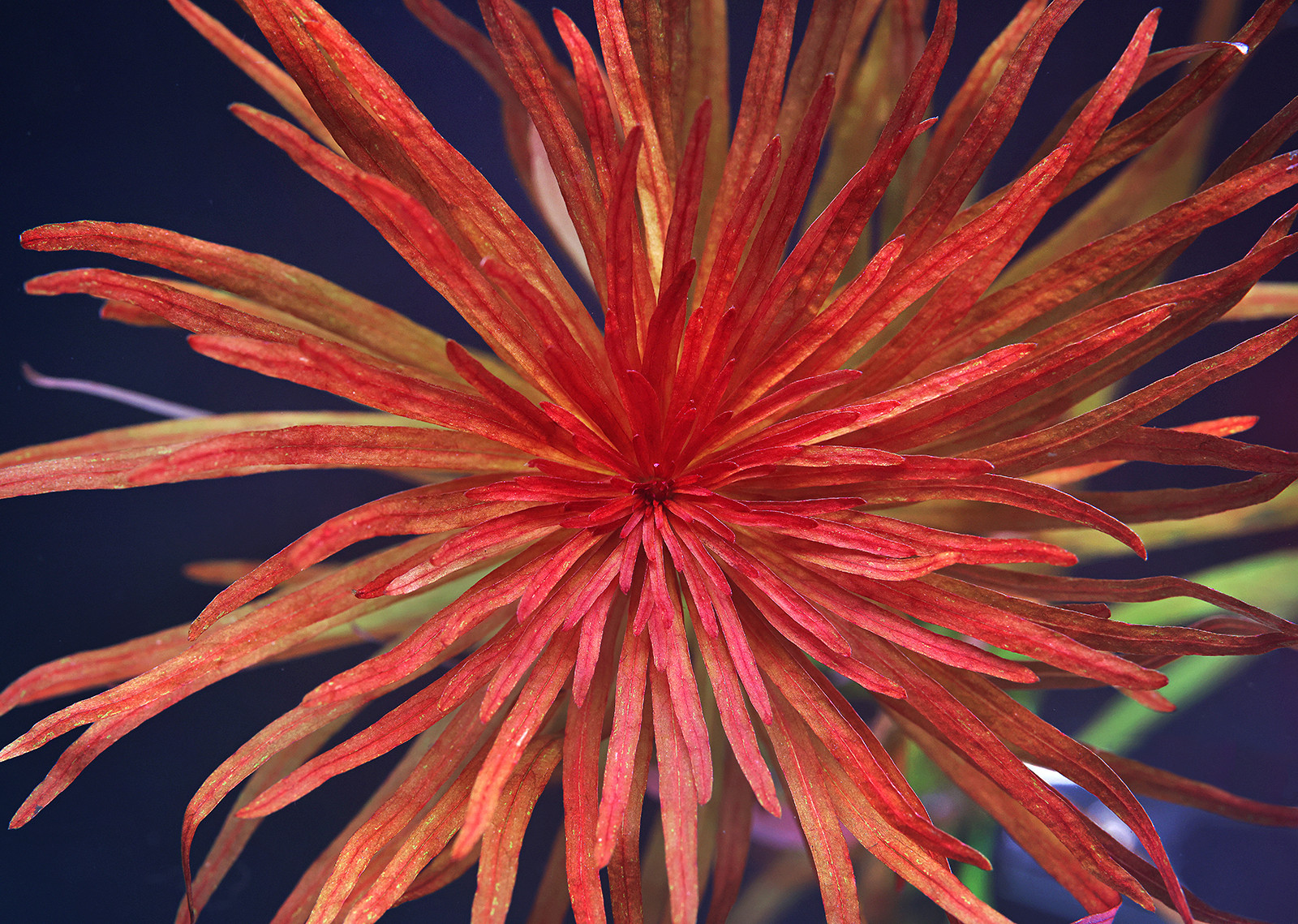 Ludwigia inclinata var. verticillata 'Meta' - in Vitro | Aquasabi ...