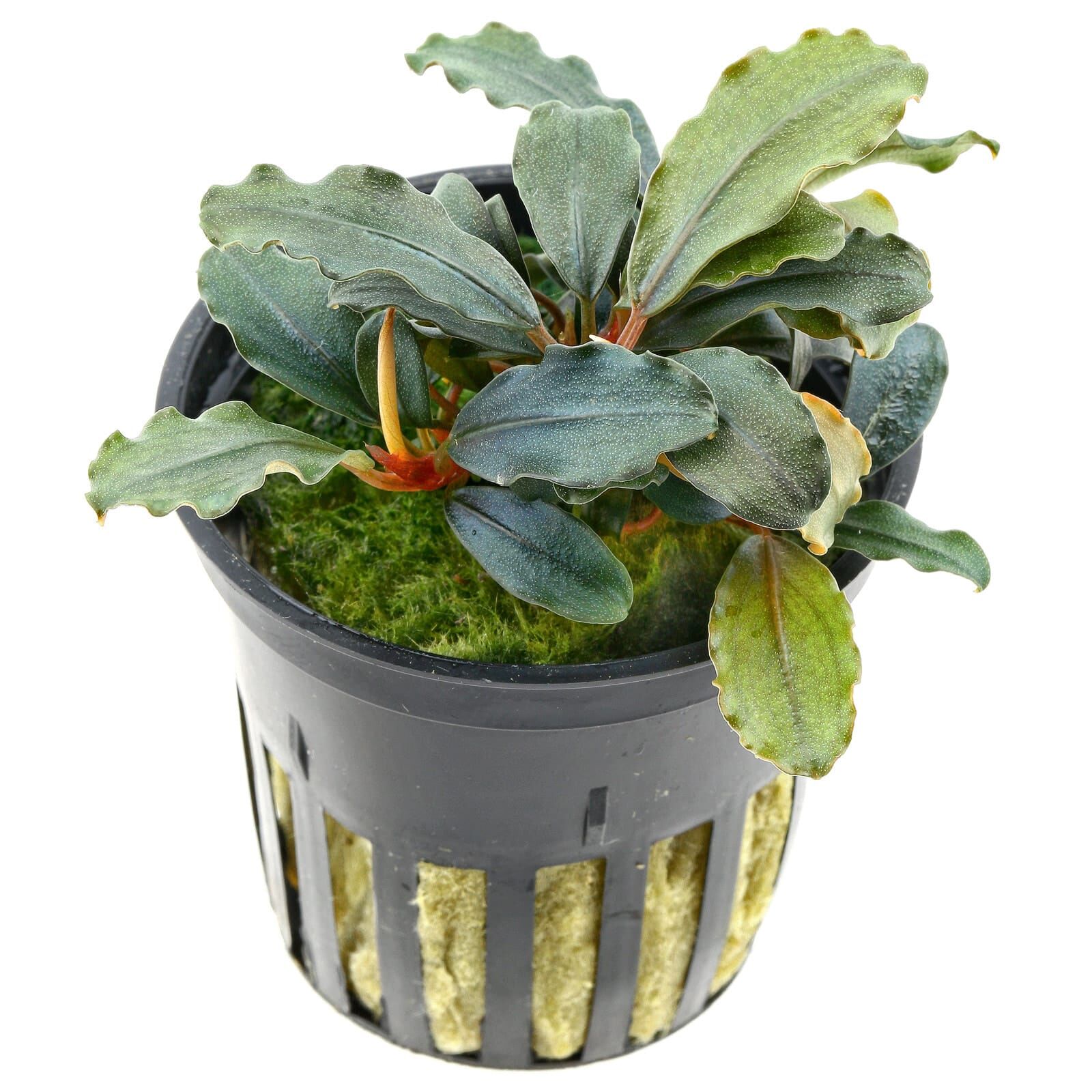 Bucephalandra sp. "Red" - Pot | Aquasabi - Aquascaping Shop