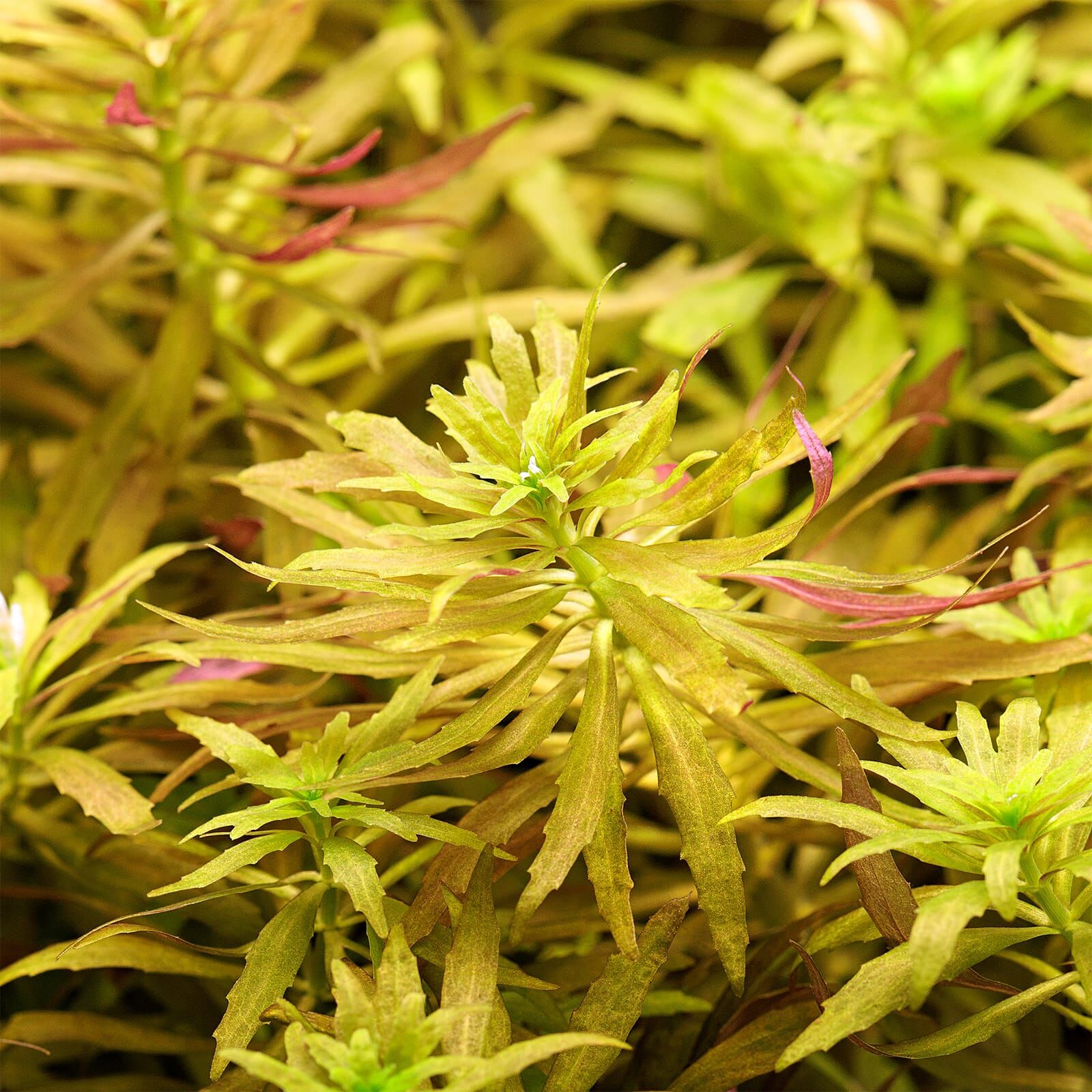 Limnophila cf. hippuridoides "Mini" | Aquasabi - Aquascaping Shop