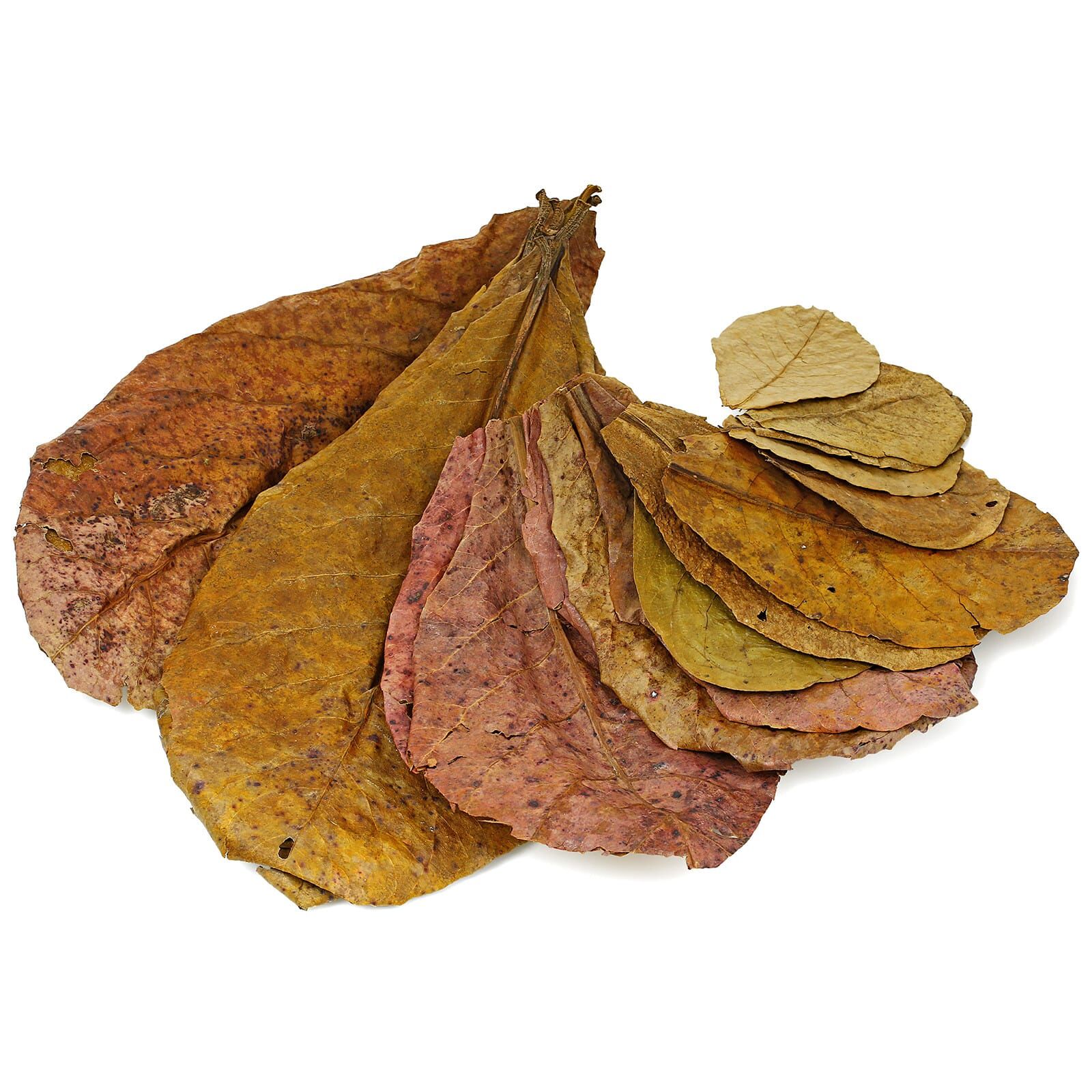 Catappa Leaves - Mix | Aquasabi - Aquascaping Shop