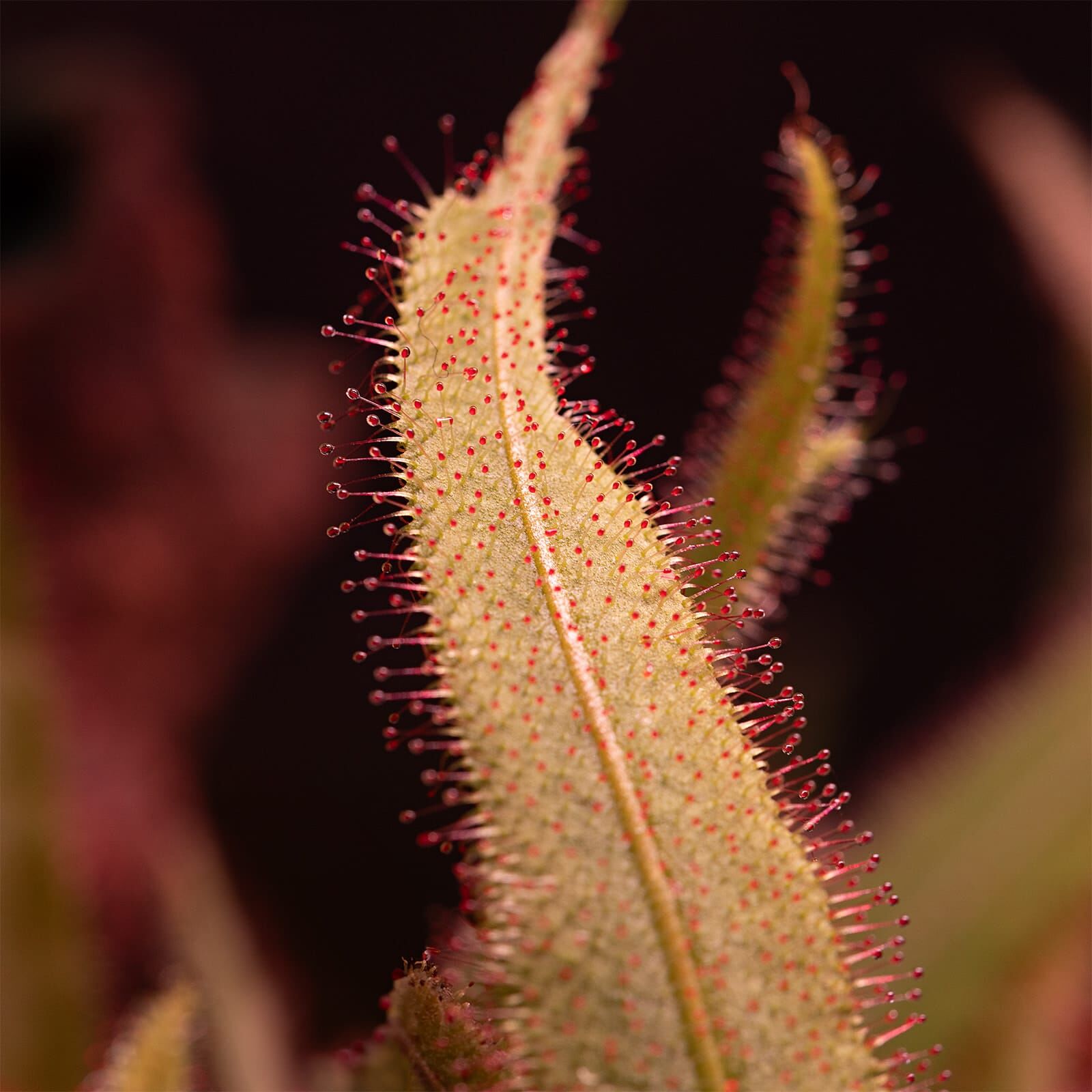 Drosera adelae | Aquasabi - Aquascaping Shop