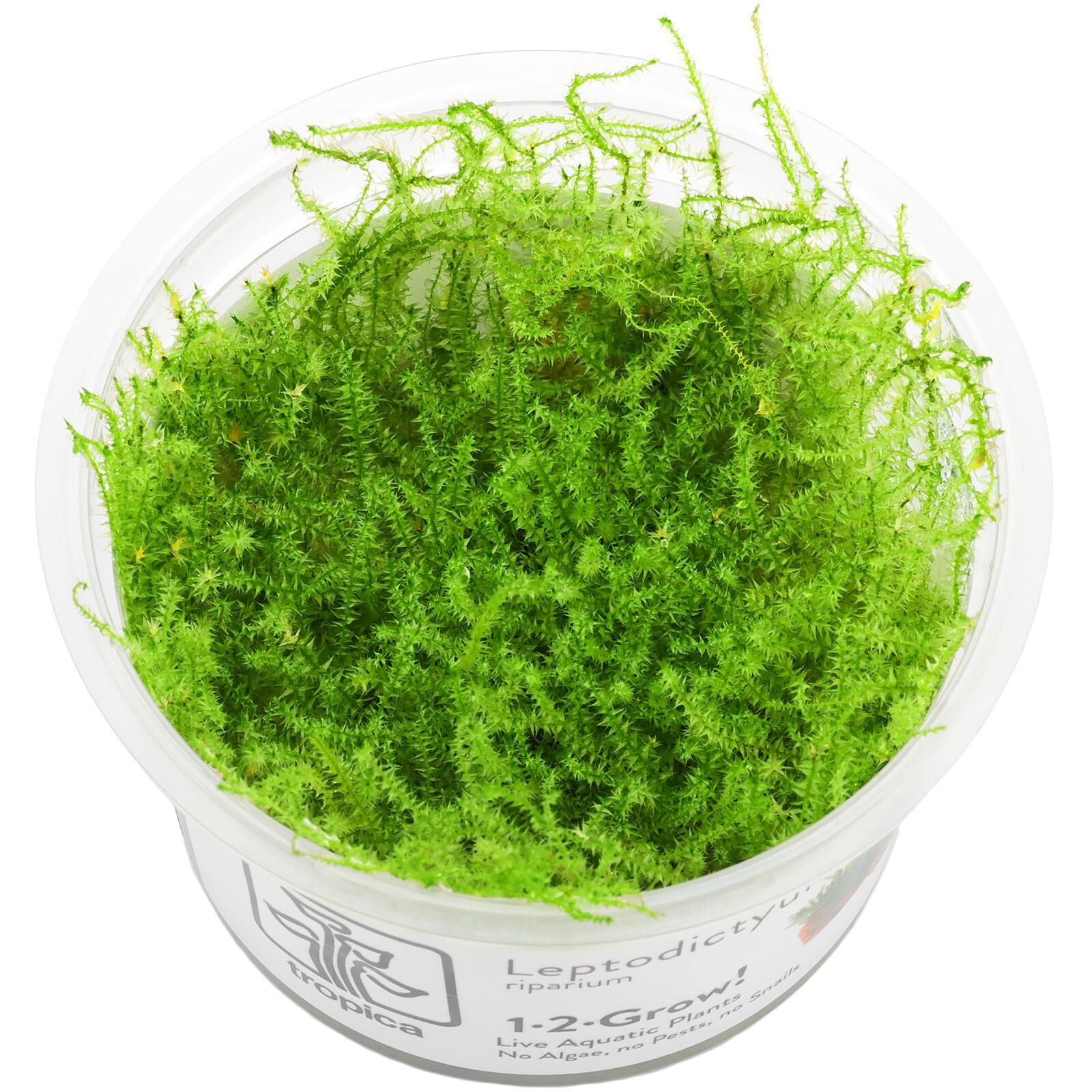Leptodictyum riparium | Aquasabi - Aquascaping Shop