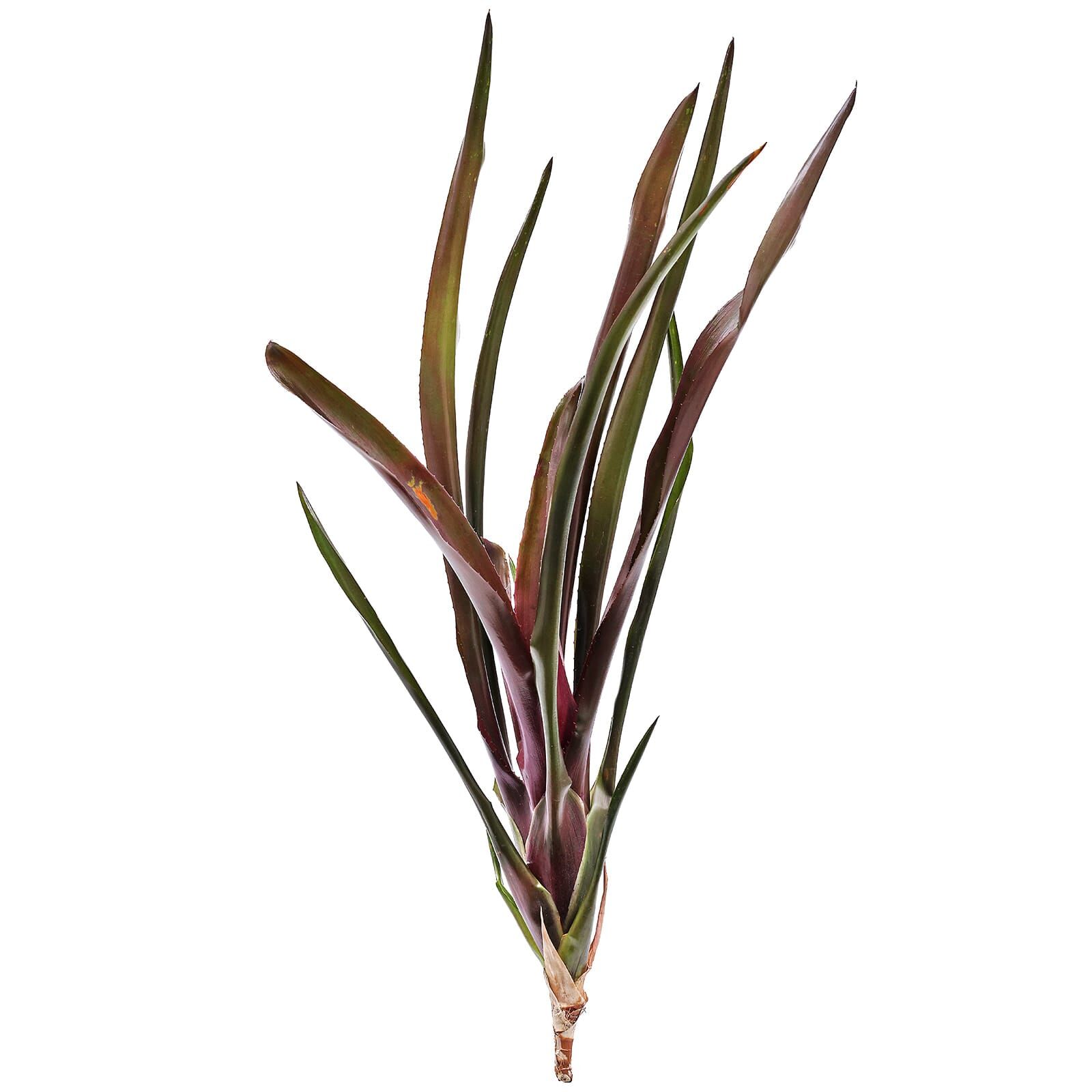 Neoregelia 'Damalis' | Aquasabi - Aquascaping Shop