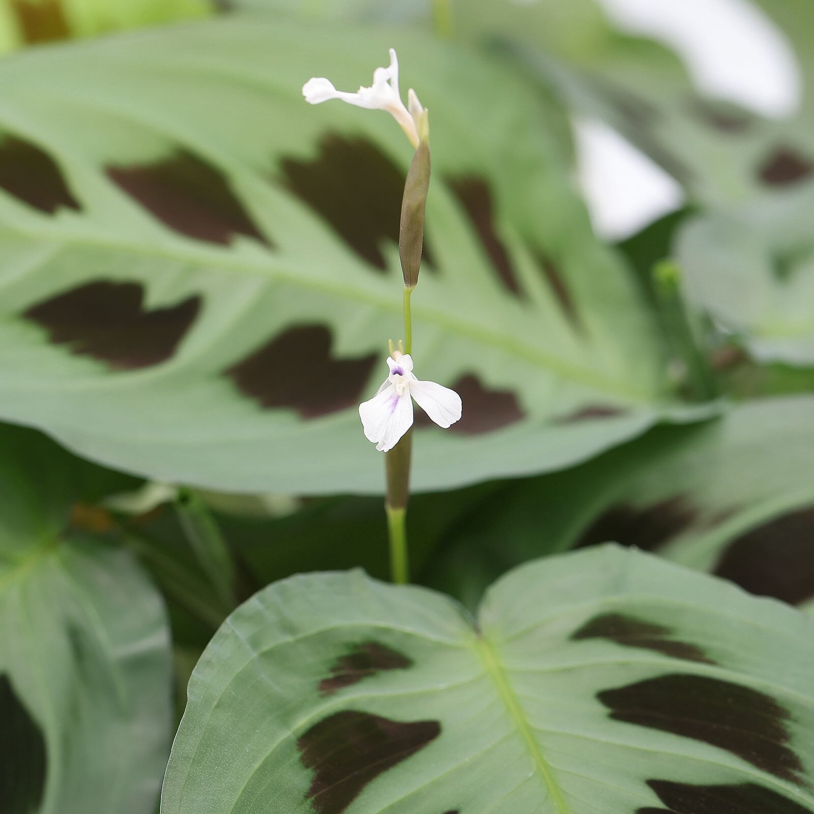 Maranta leuconeura 'Kerchoveana' - Pot L | Aquasabi - Aquascaping Shop