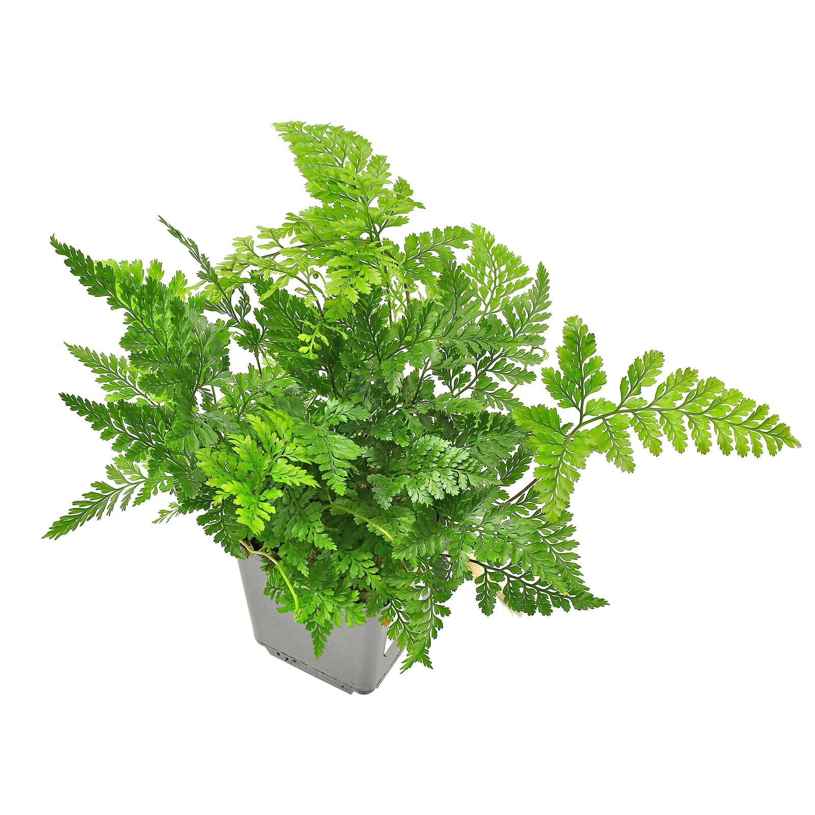 Davallia bullata | Aquasabi - Aquascaping Shop