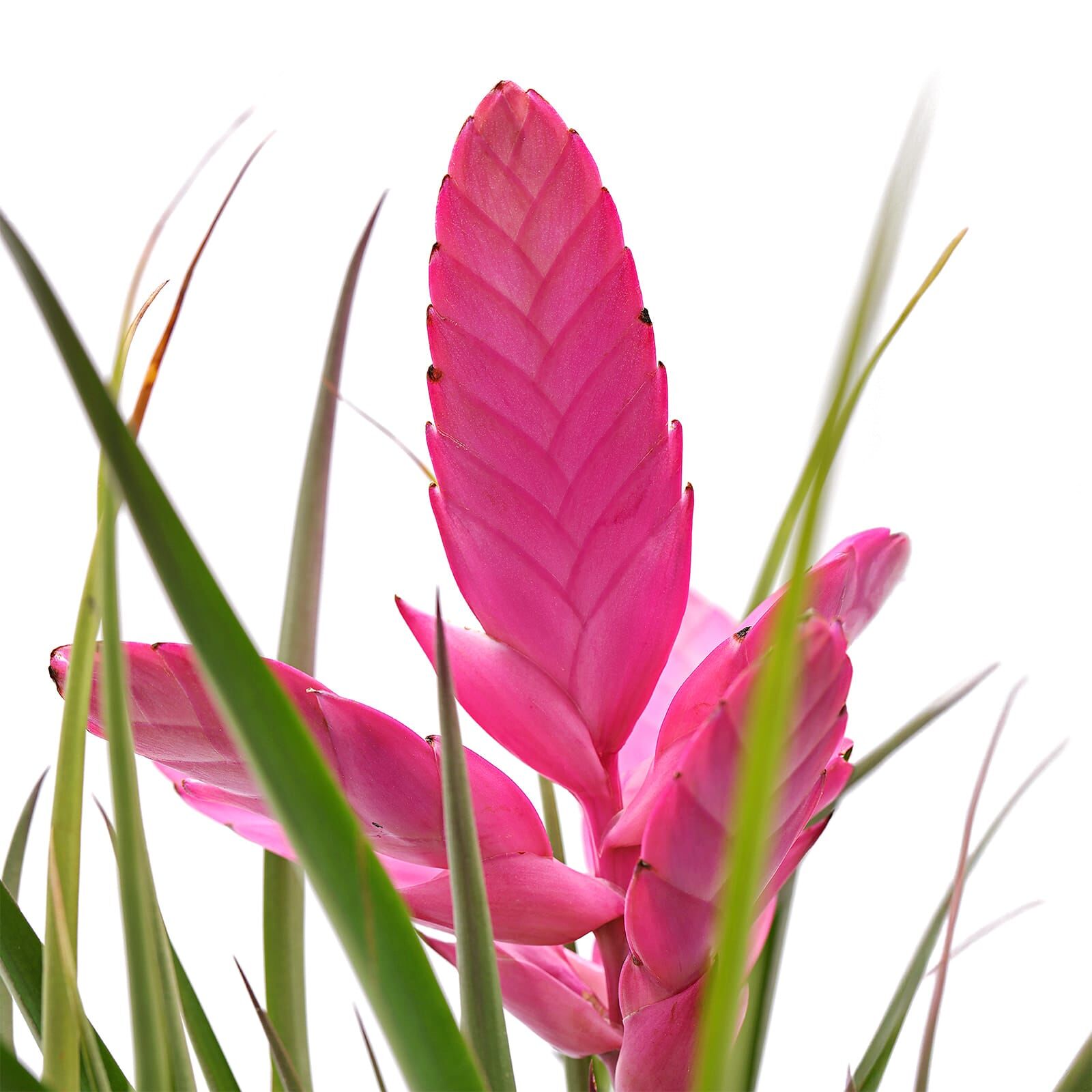 Wallisia cyanea (Tillandsia cyanea) 'Anton' | Aquasabi - Aquascaping Shop