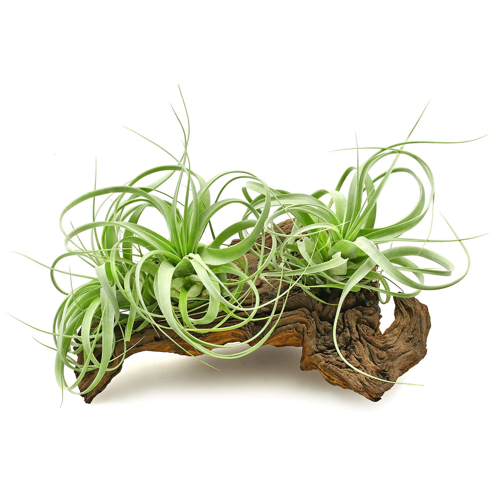 Tillandsia 'Firestorm' | Aquasabi - Aquascaping Shop