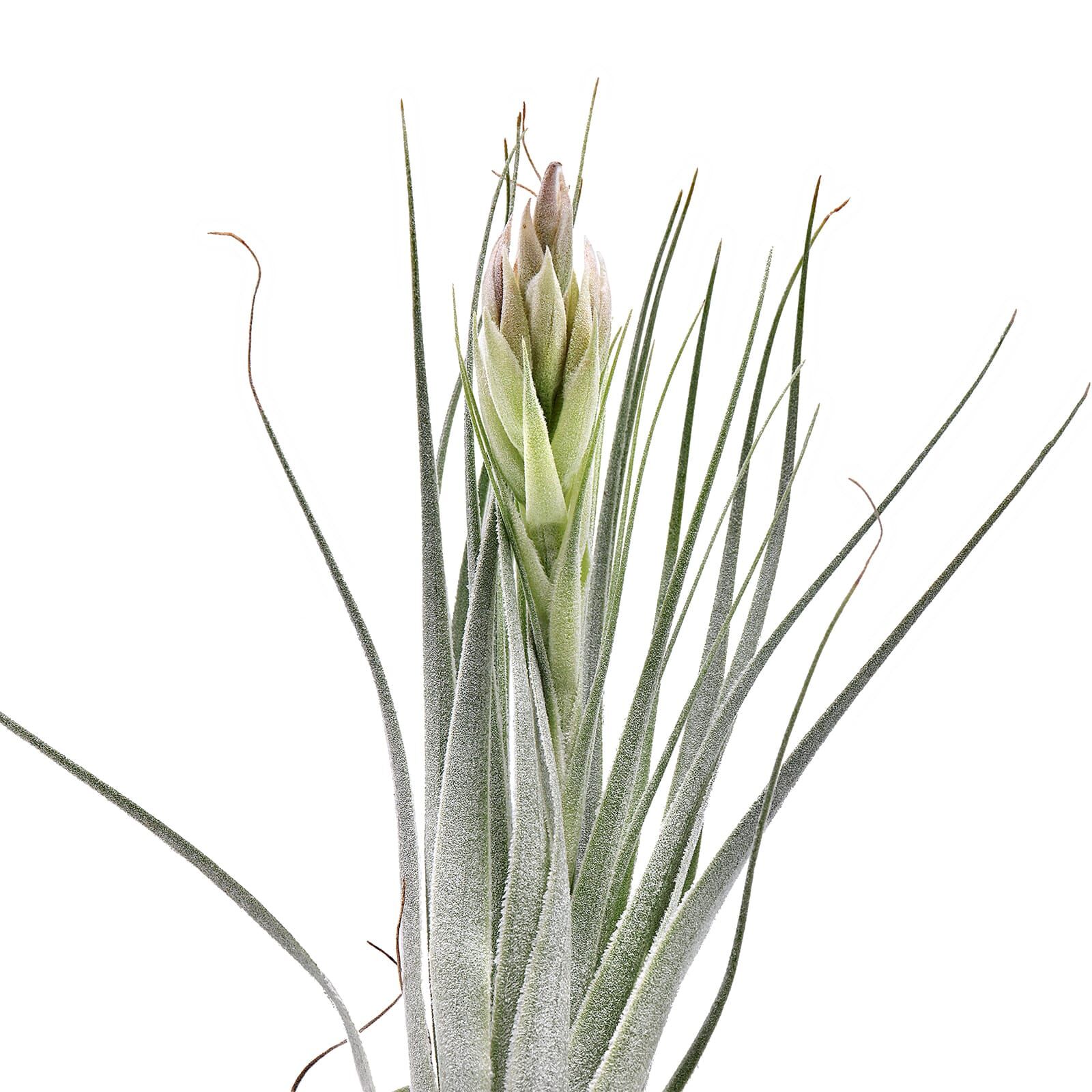 Tillandsia gardneri | Aquasabi - Aquascaping Shop