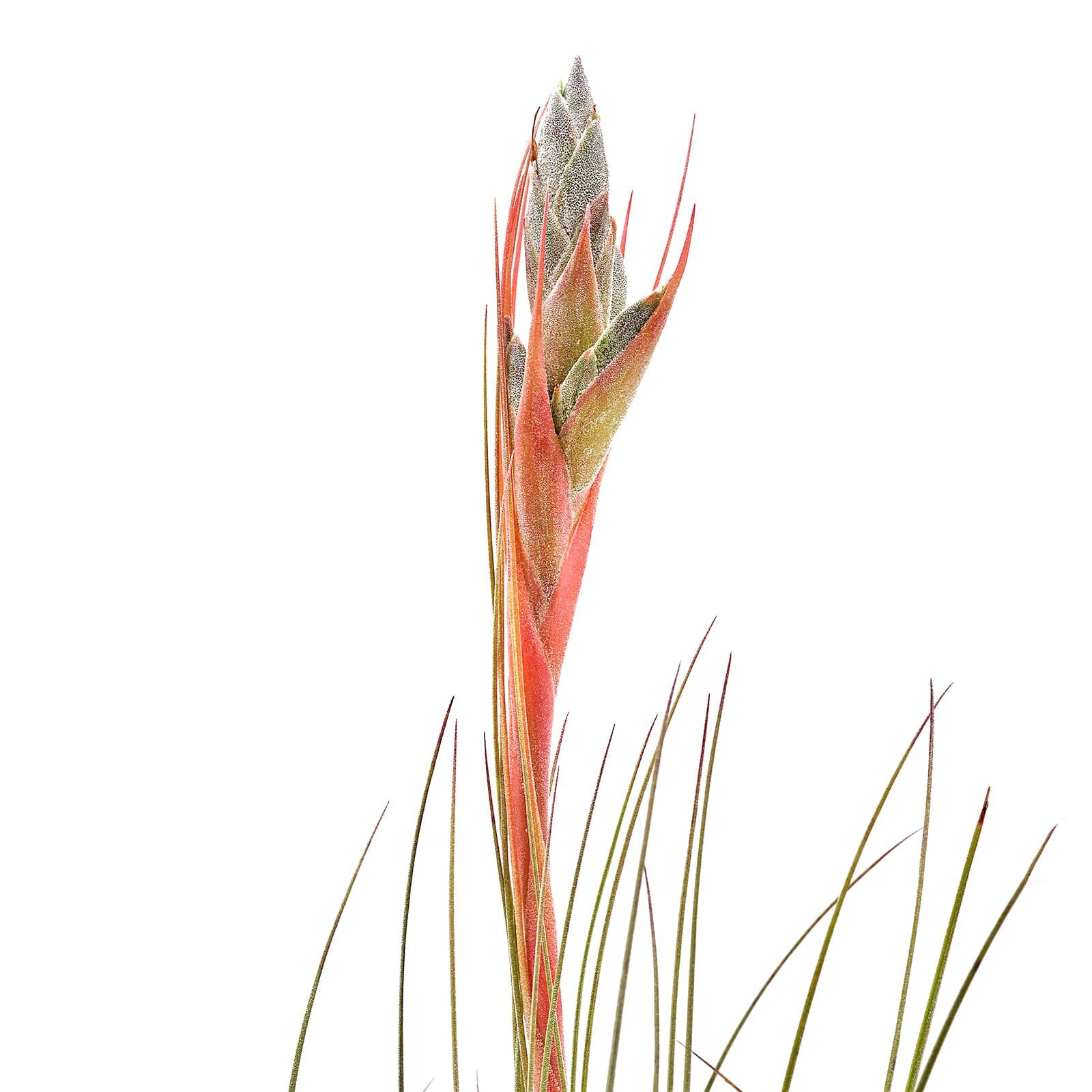 Tillandsia juncea - Single plant - mini | Aquasabi - Aquascaping Shop