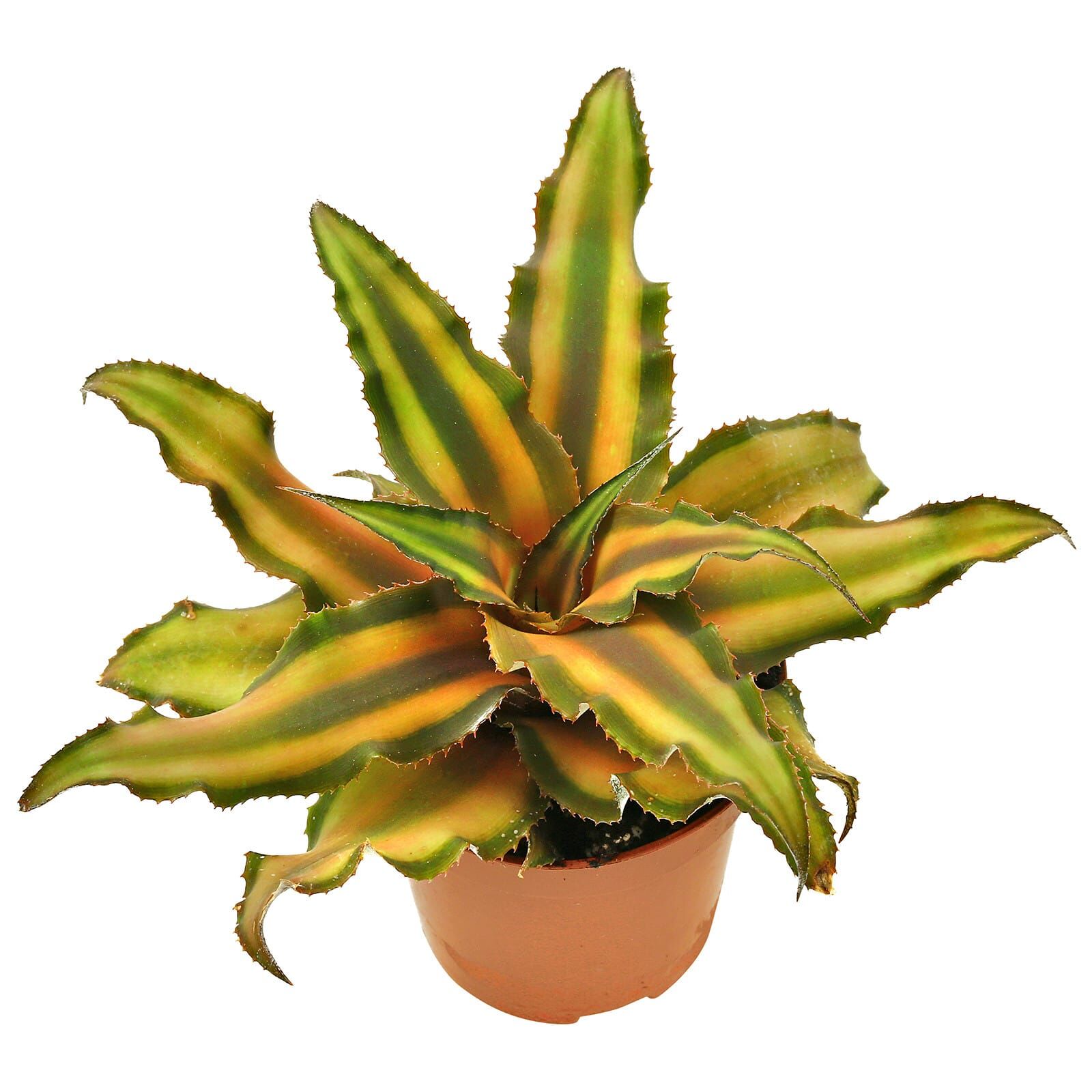 Cryptanthus bivittatus "Brown" | Aquasabi - Aquascaping Shop