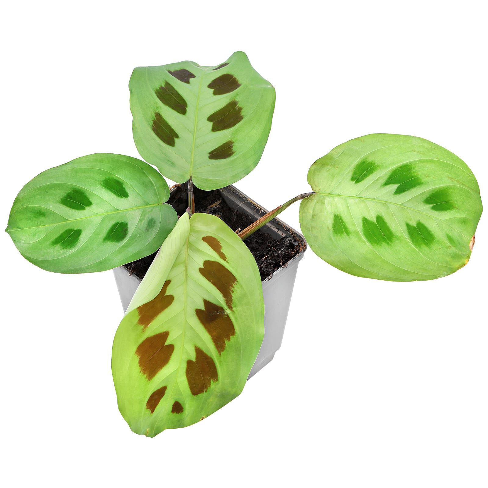 Maranta leuconeura 'Kerchoveana' - Pot L | Aquasabi - Aquascaping Shop