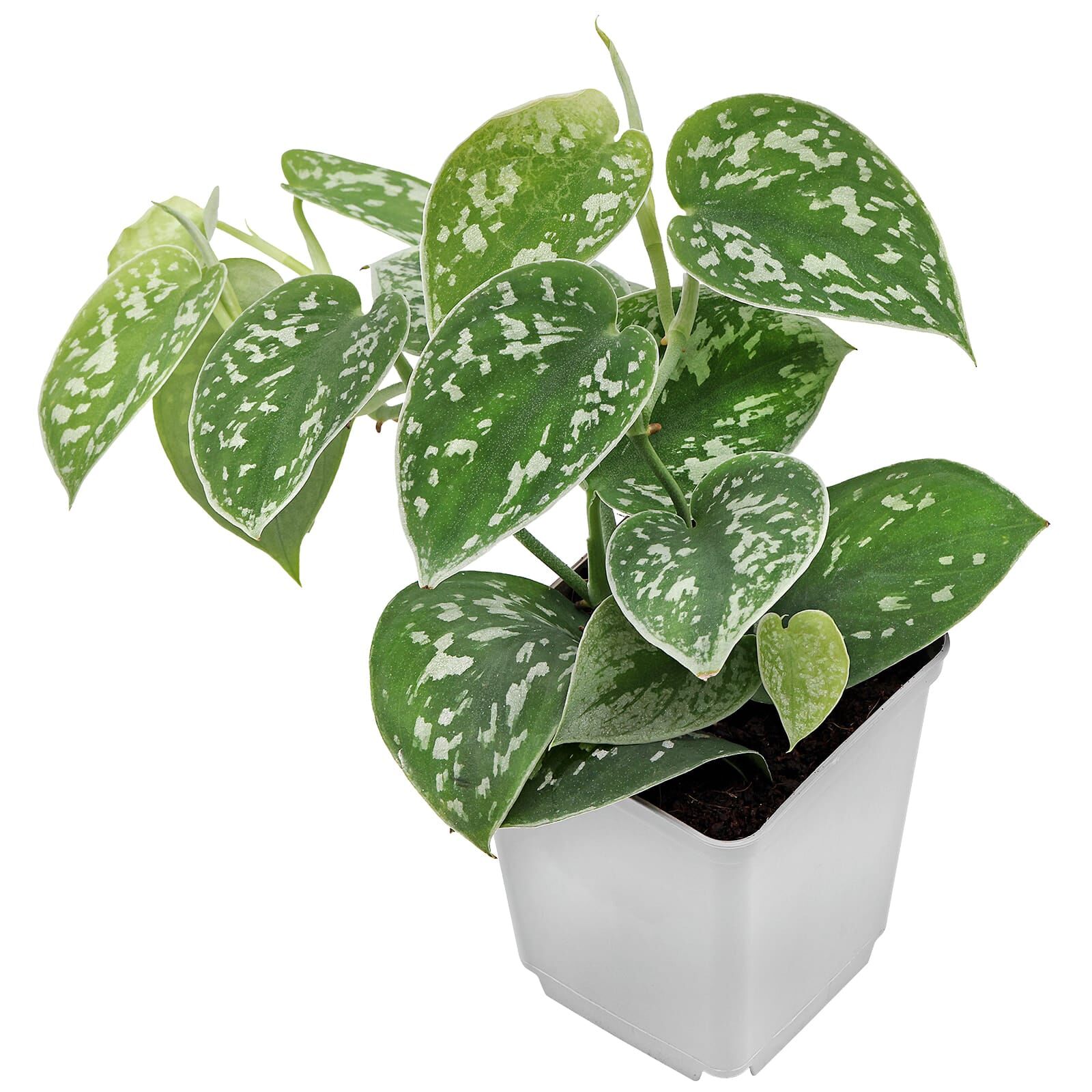 Scindapsus pictus - Pot L | Aquasabi - Aquascaping Shop