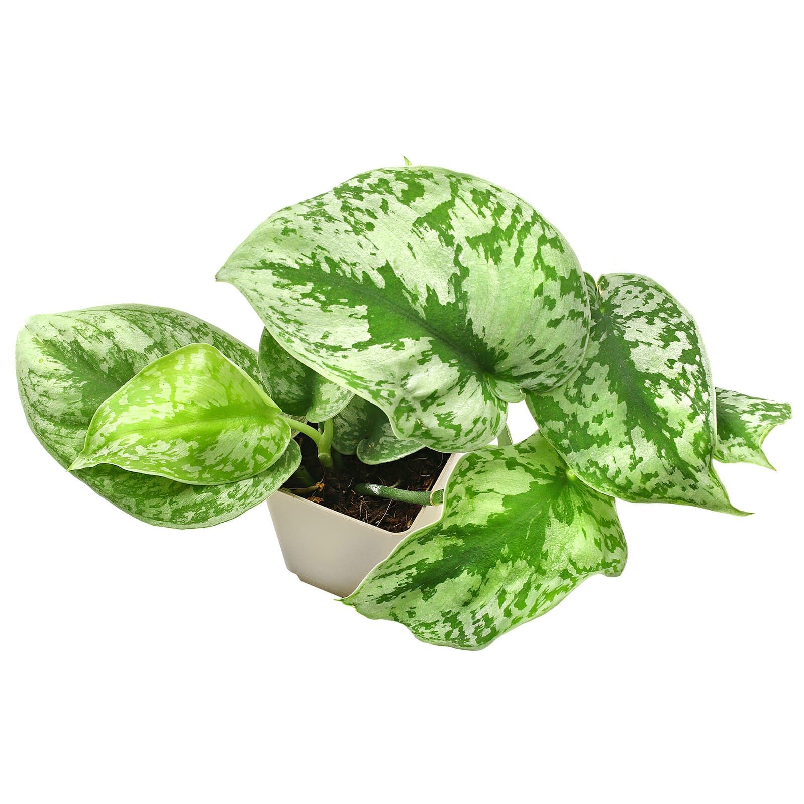 Scindapsus pictus 'Trebie' | Aquasabi - Aquascaping Shop