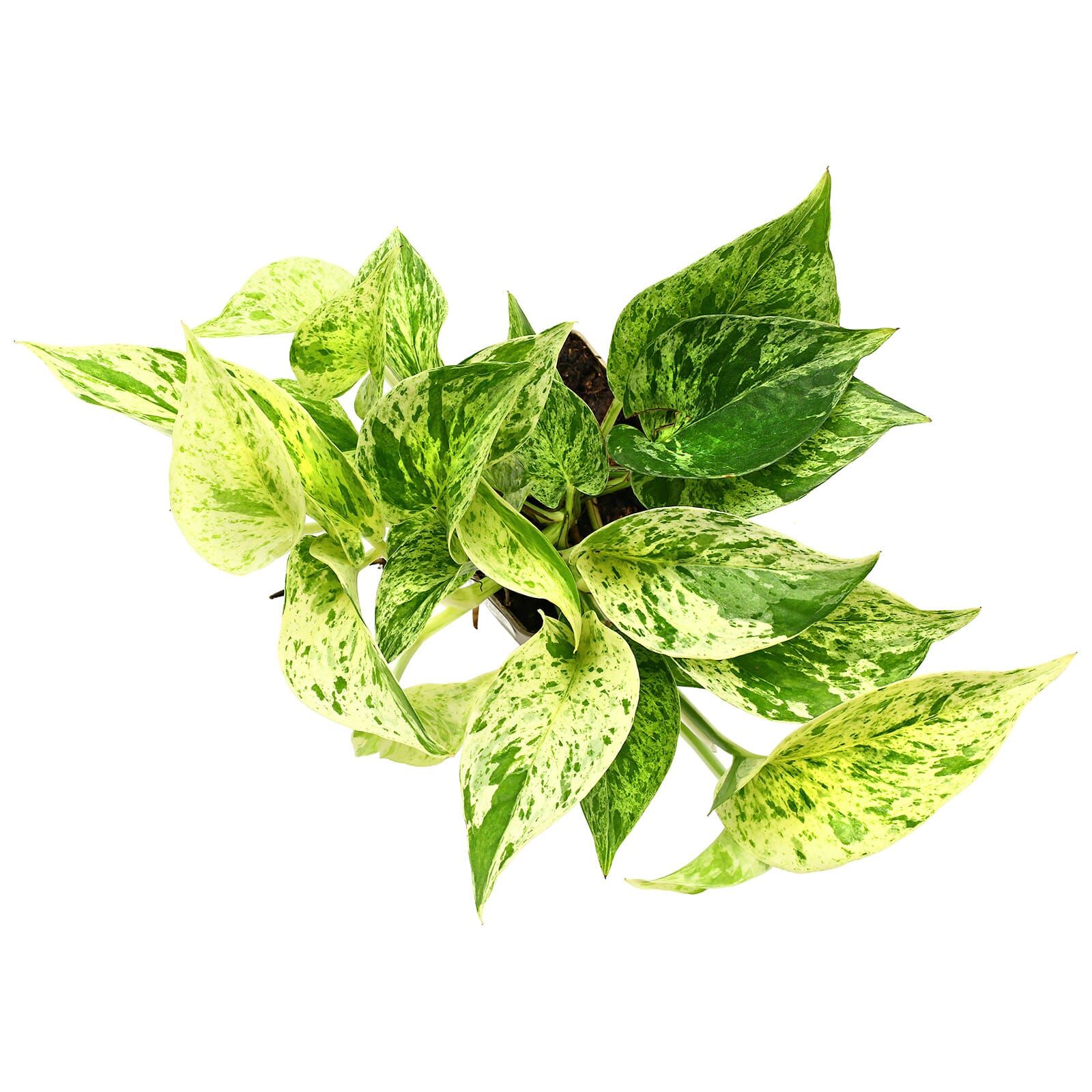 Epipremnum aureum 'Marble Queen' - Pot L | Aquasabi - Aquascaping Shop