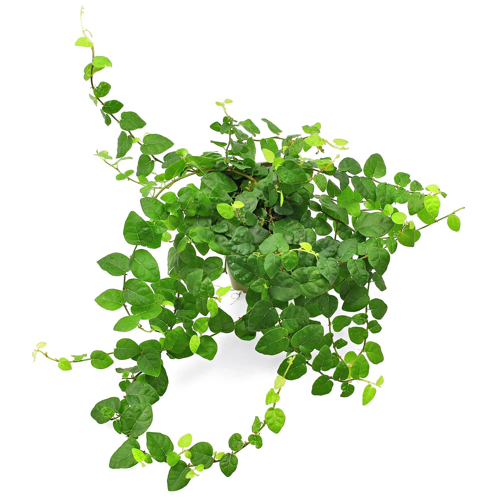 Ficus pumila | Aquasabi - Aquascaping Shop