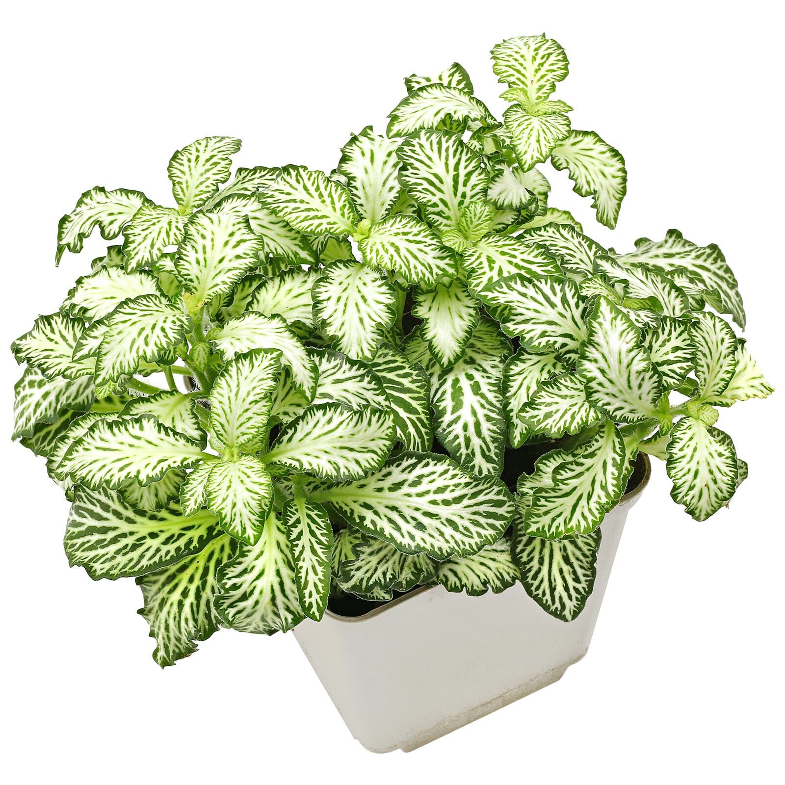 Fittonia albivenis 'White Anne' | Aquasabi - Aquascaping Shop
