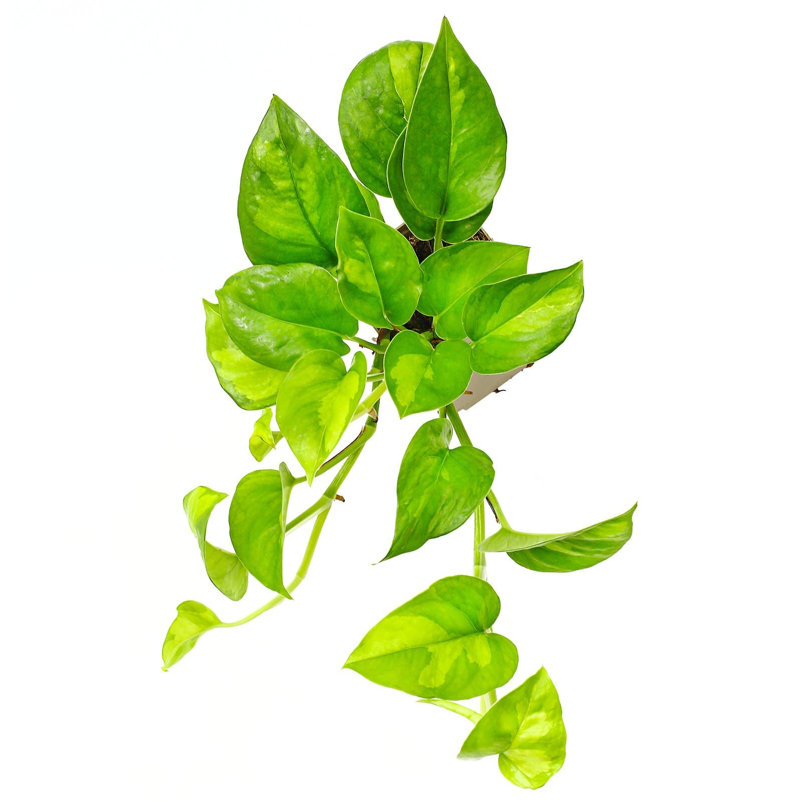 Epipremnum aureum 'Global Green' - Pot L | Aquasabi - Aquascaping Shop