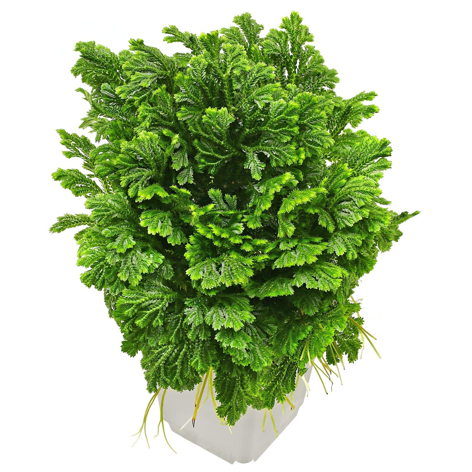 Selaginella martensii - Pot L | Aquasabi - Aquascaping Shop