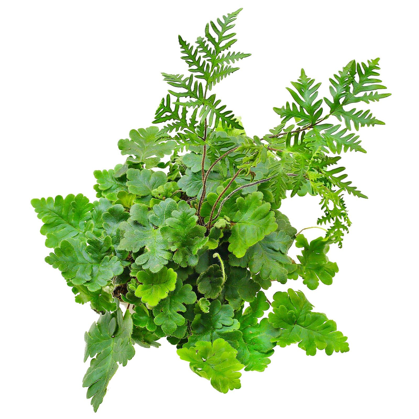 Doryopteris pilosa | Aquasabi - Aquascaping Shop