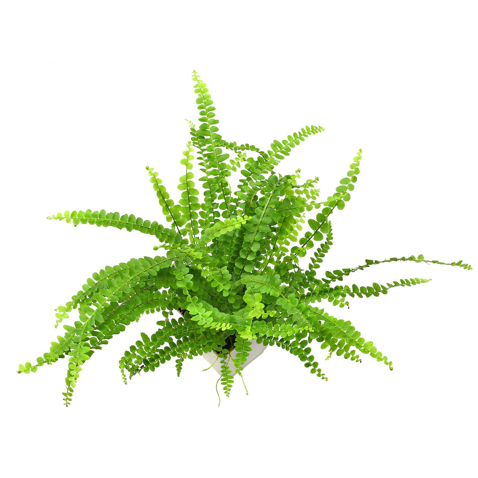 Nephrolepis cordifolia 'Duffii' - Pot L | Aquasabi - Aquascaping Shop