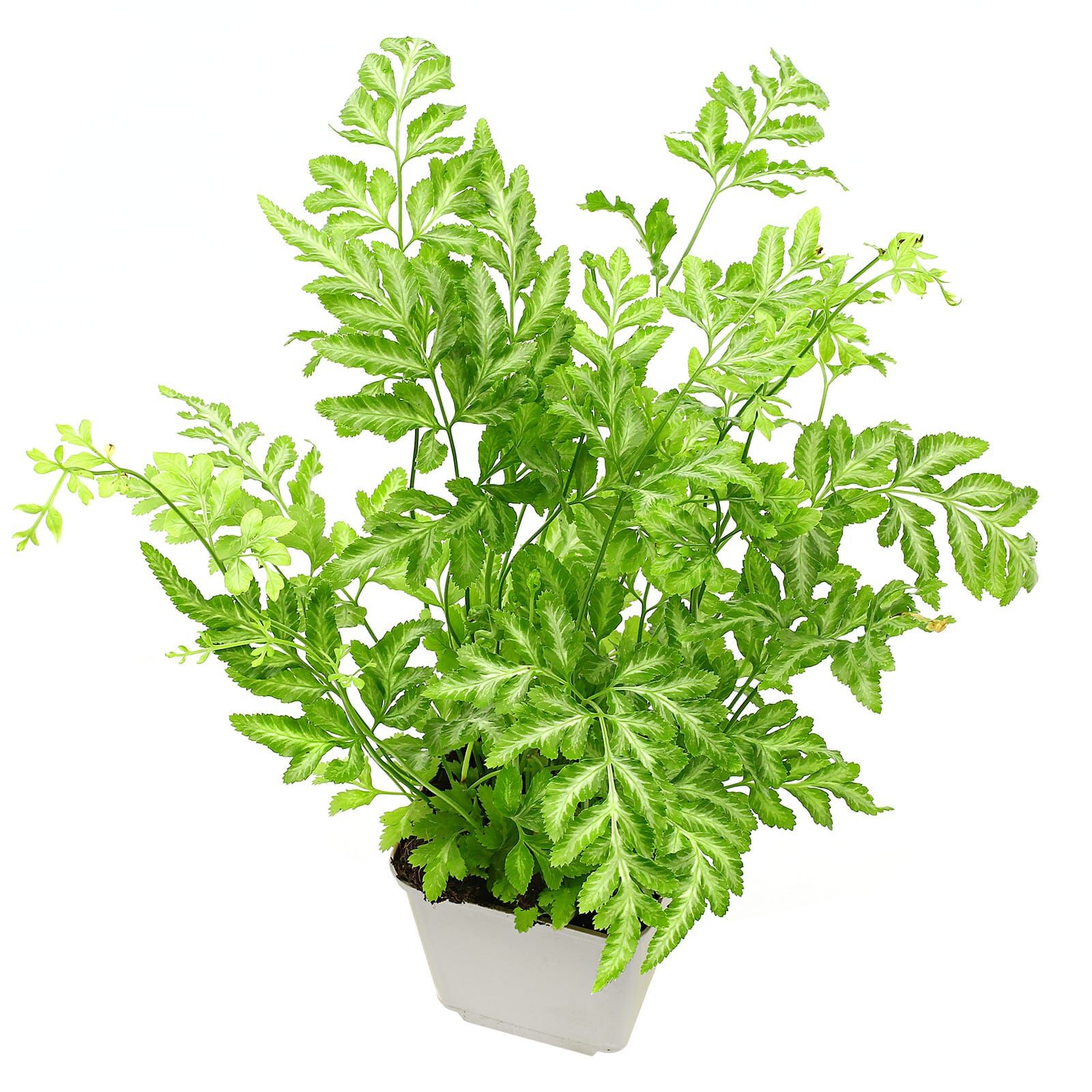 Pteris ensiformis 'Evergemiensis' - Pot L | Aquasabi - Aquascaping Shop