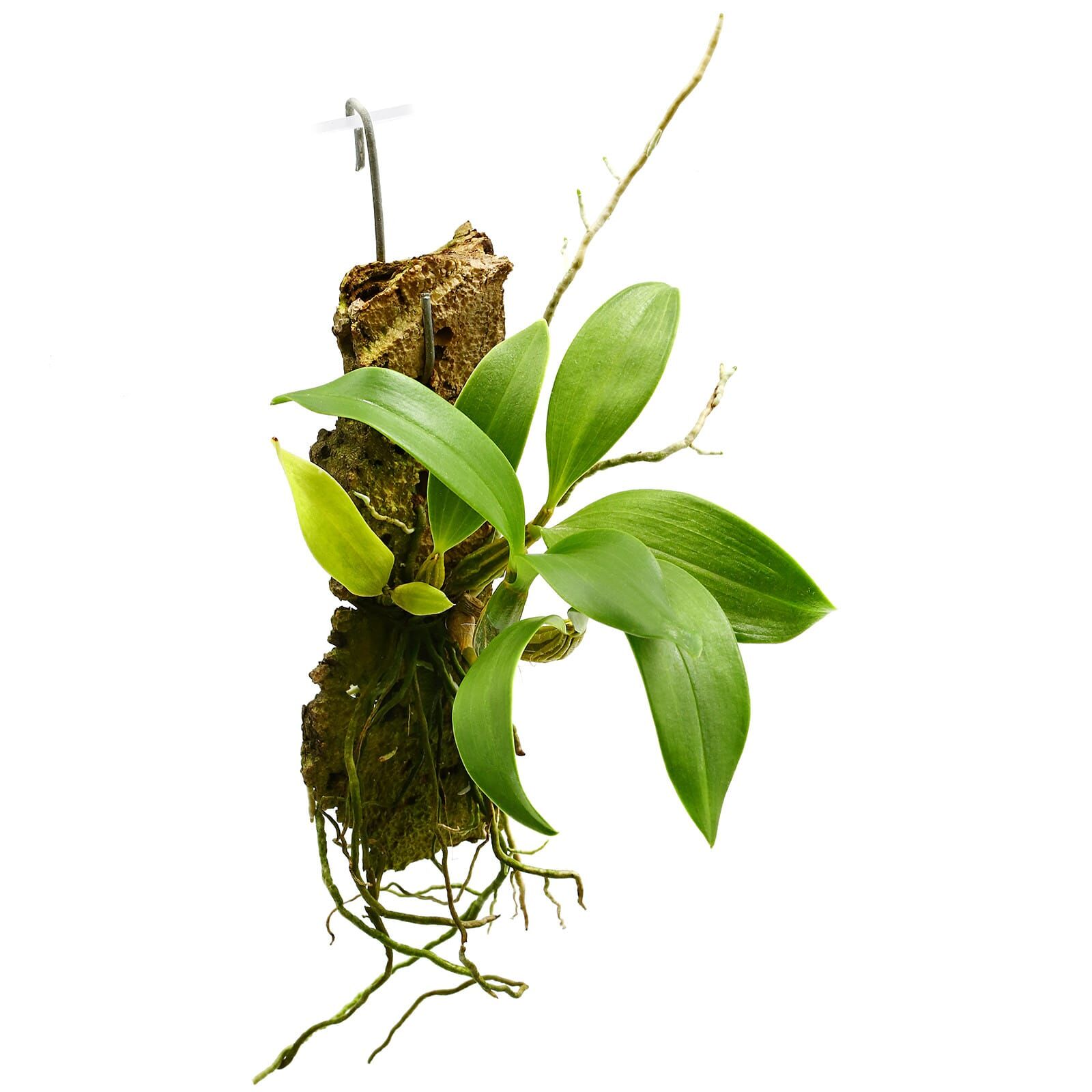 Dendrobium normanbyense × rhodostictum | Aquasabi - Aquascaping Shop