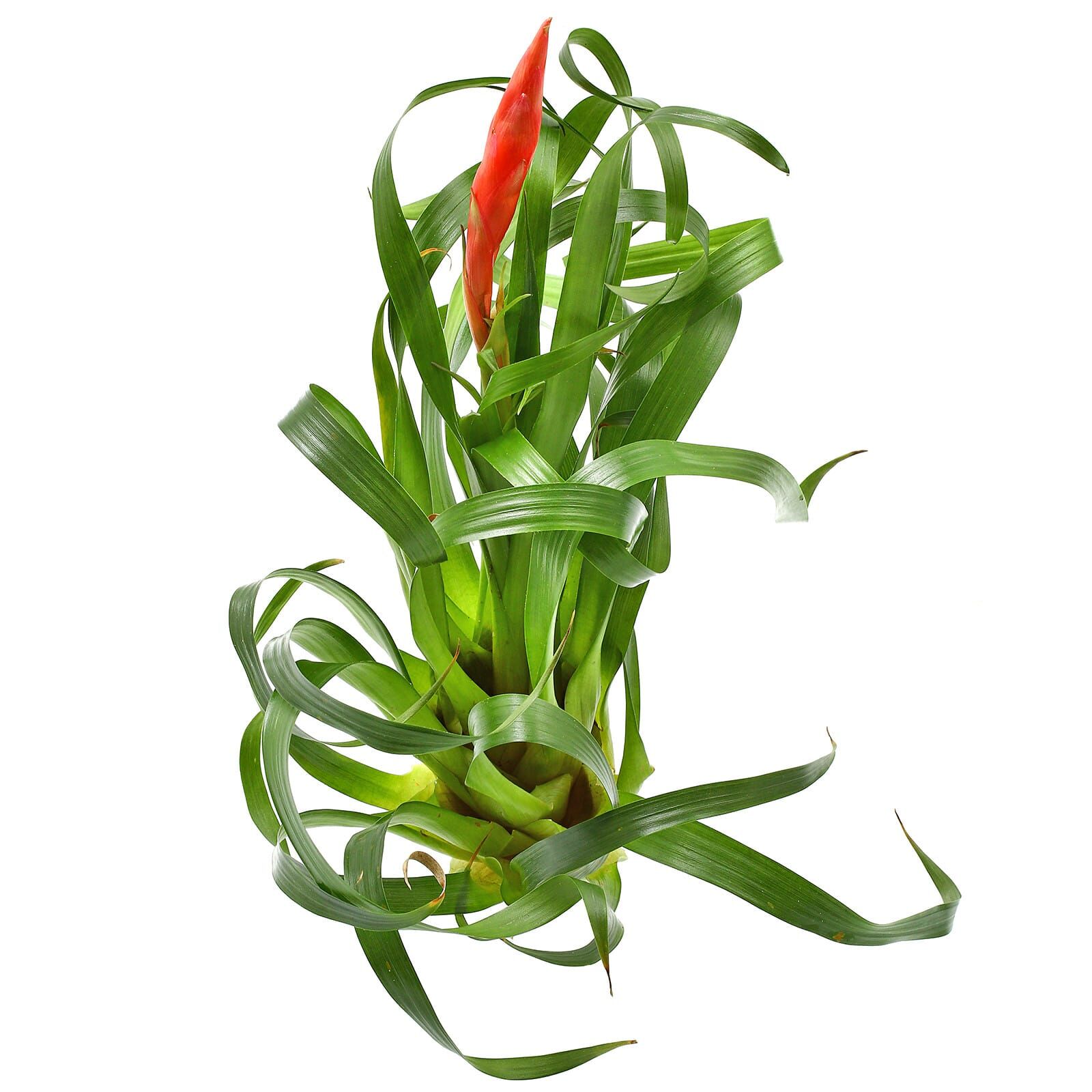 Vriesea 'Astrid' - Single plant - L | Aquasabi - Aquascaping Shop
