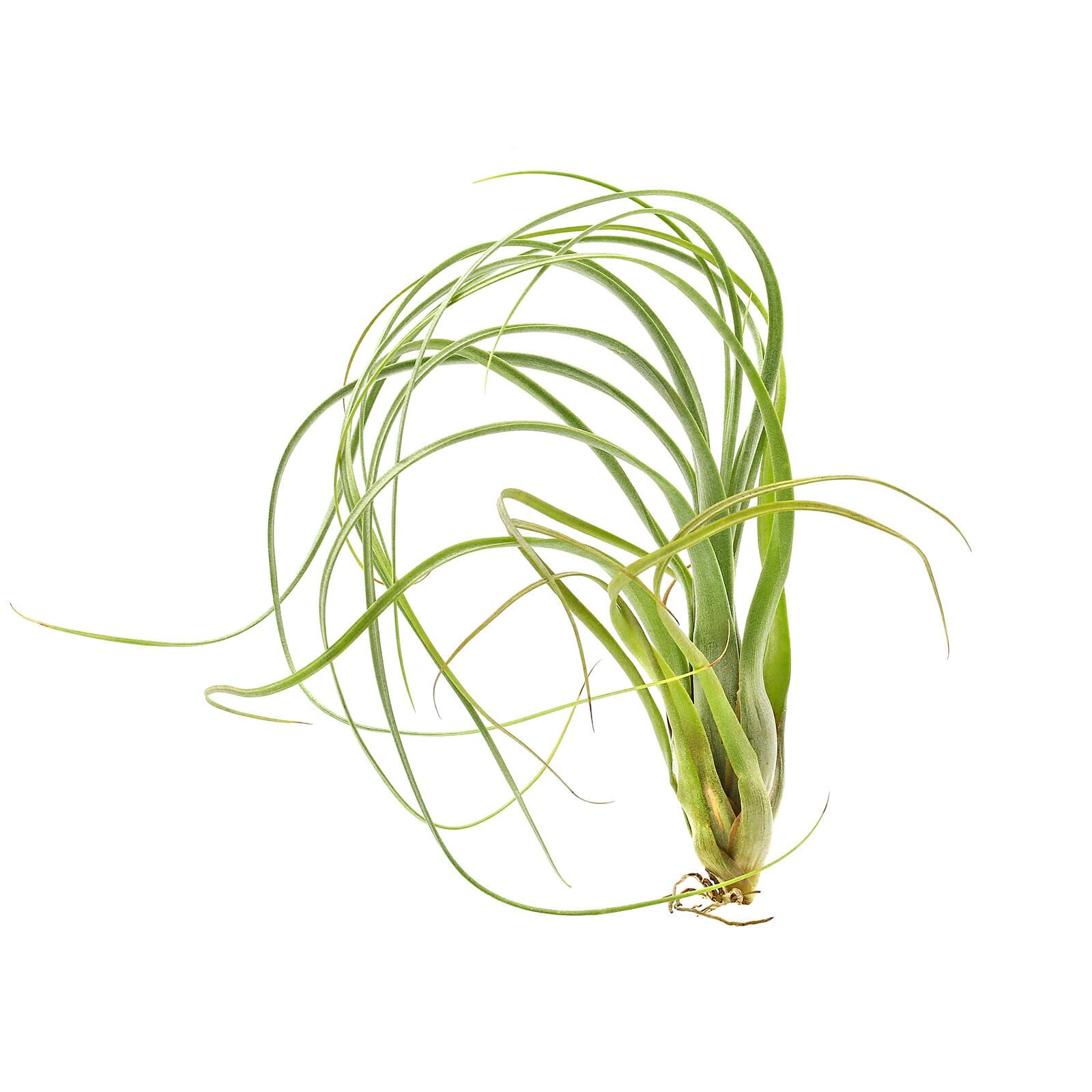 Tillandsia balbisiana | Aquasabi - Aquascaping Shop