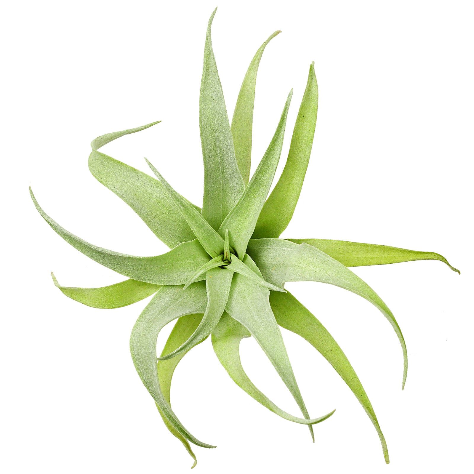 Tillandsia capitata "Duda" - Single plant - L | Aquasabi - Aquascaping Shop