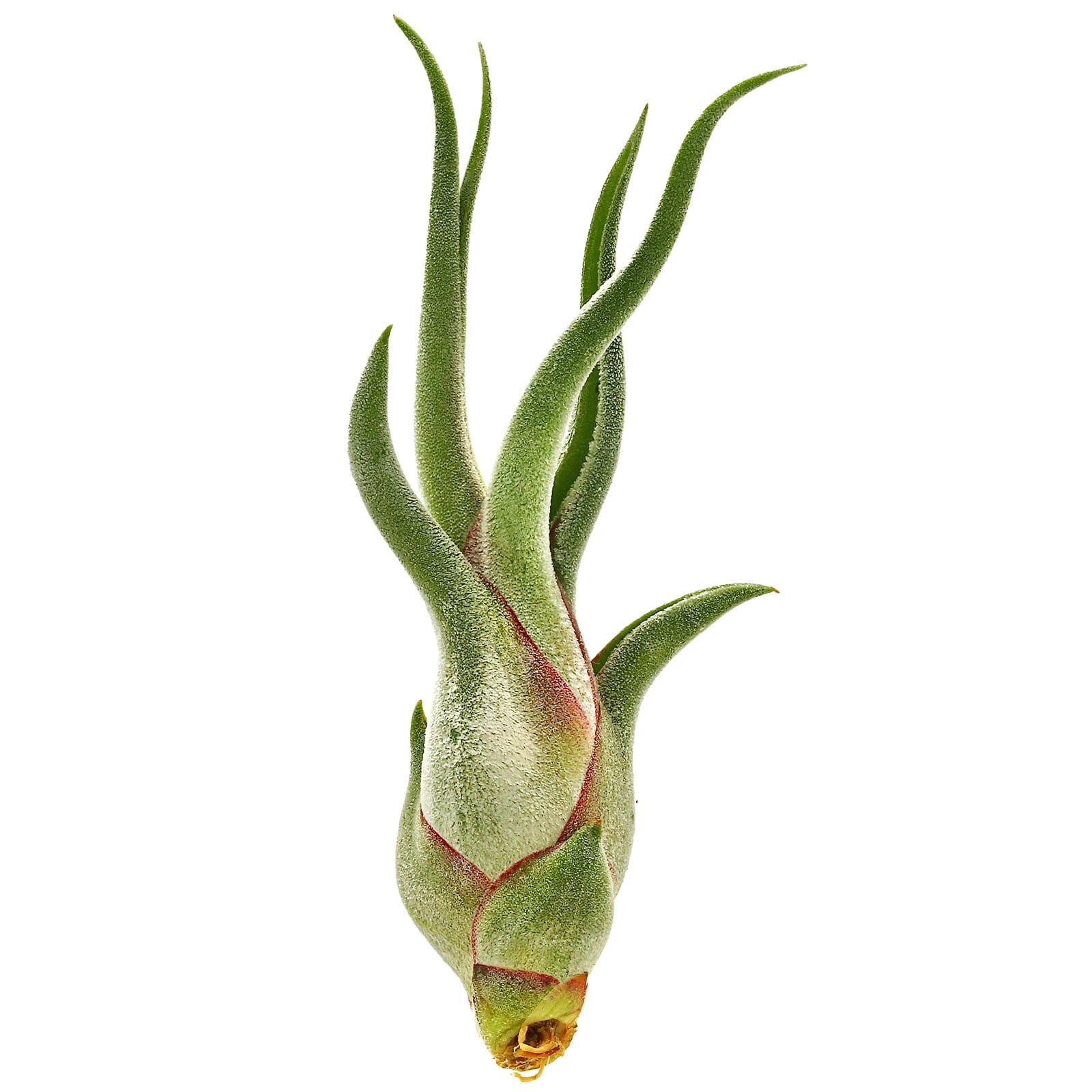 Tillandsia caput-medusae - Single plant - M | Aquasabi - Aquascaping Shop