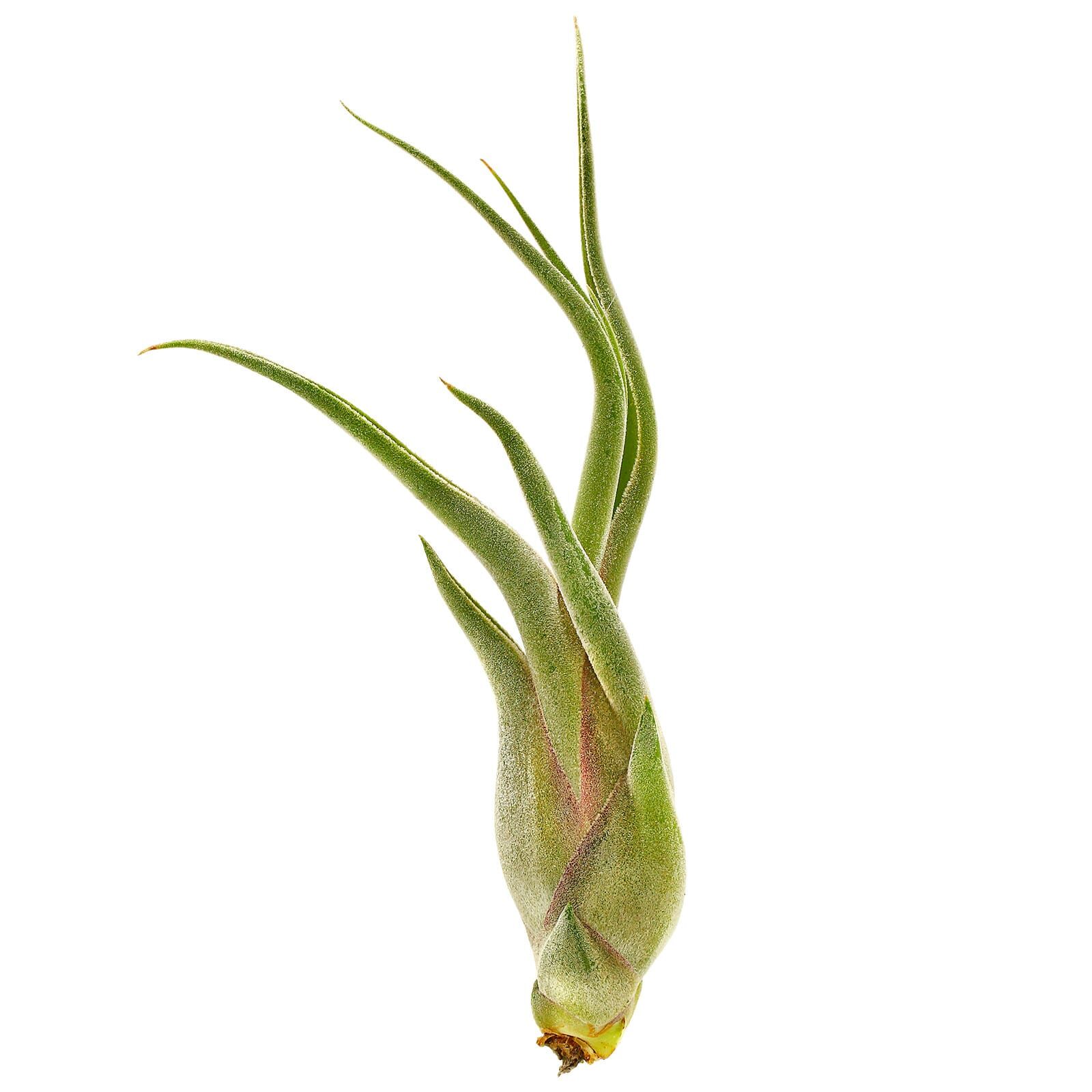 Tillandsia caput-medusae | Aquasabi - Aquascaping Shop