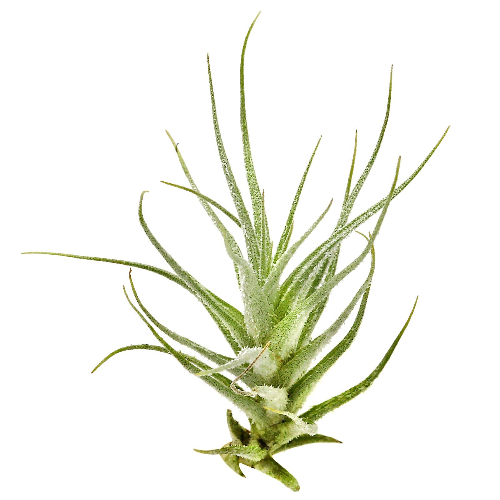 Tillandsia heteromorpha | Aquasabi - Aquascaping Shop