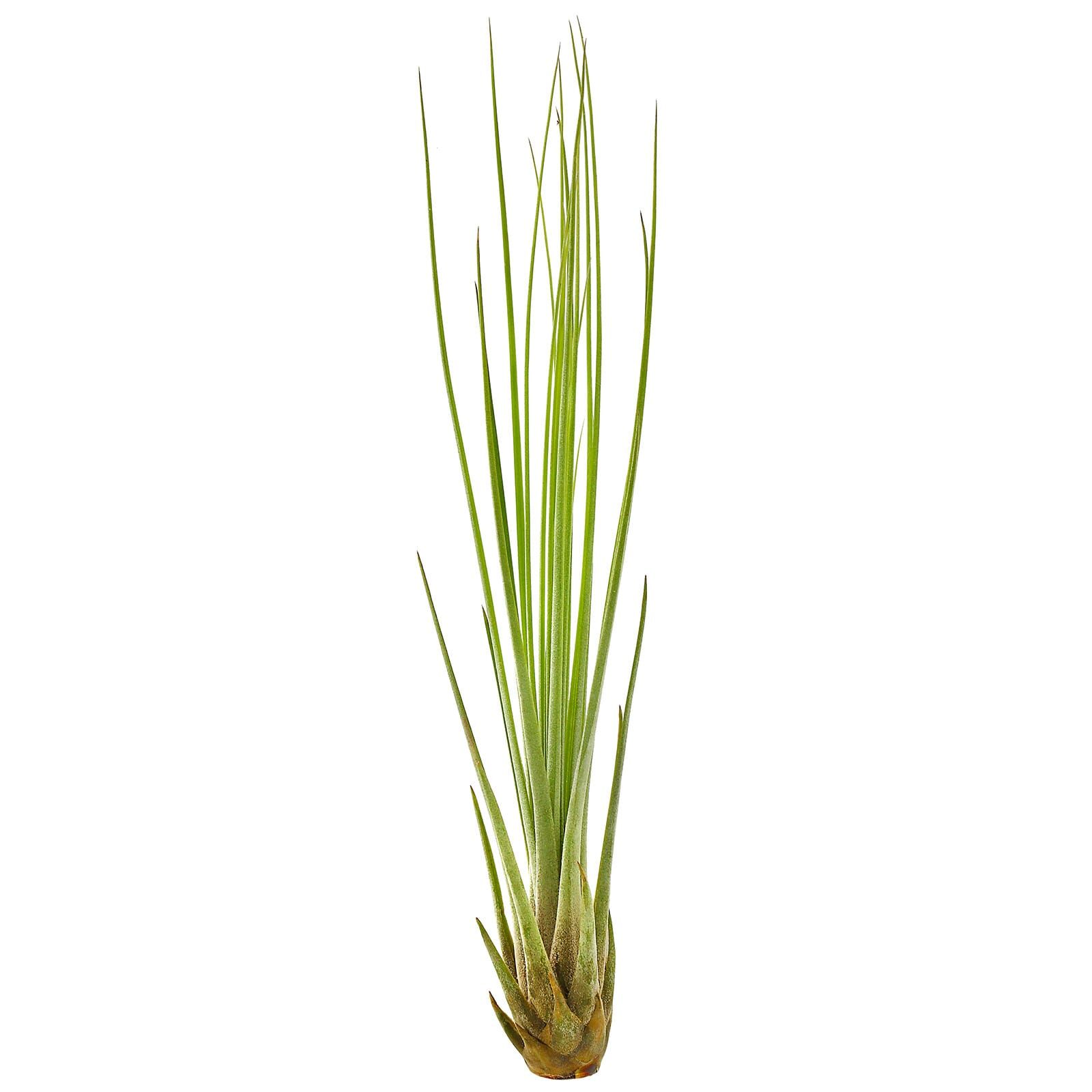 Tillandsia juncea - Single plant - S | Aquasabi - Aquascaping Shop