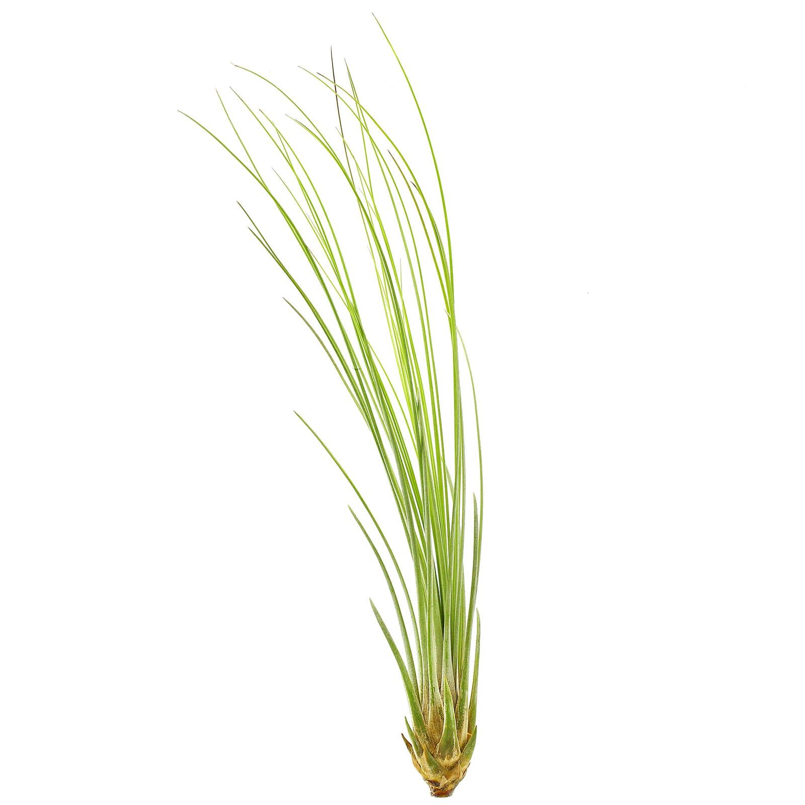 Tillandsia juncea - Single plant - mini | Aquasabi - Aquascaping Shop