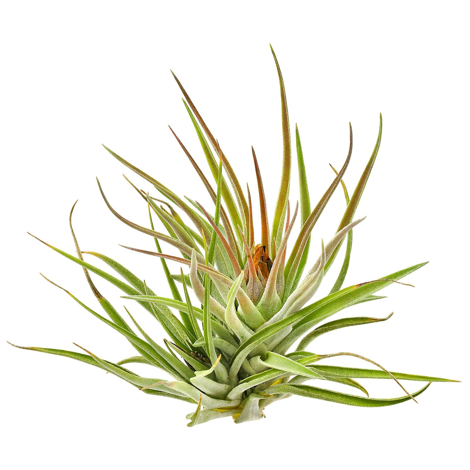 Tillandsia kammii - Single plant - mini | Aquasabi - Aquascaping Shop