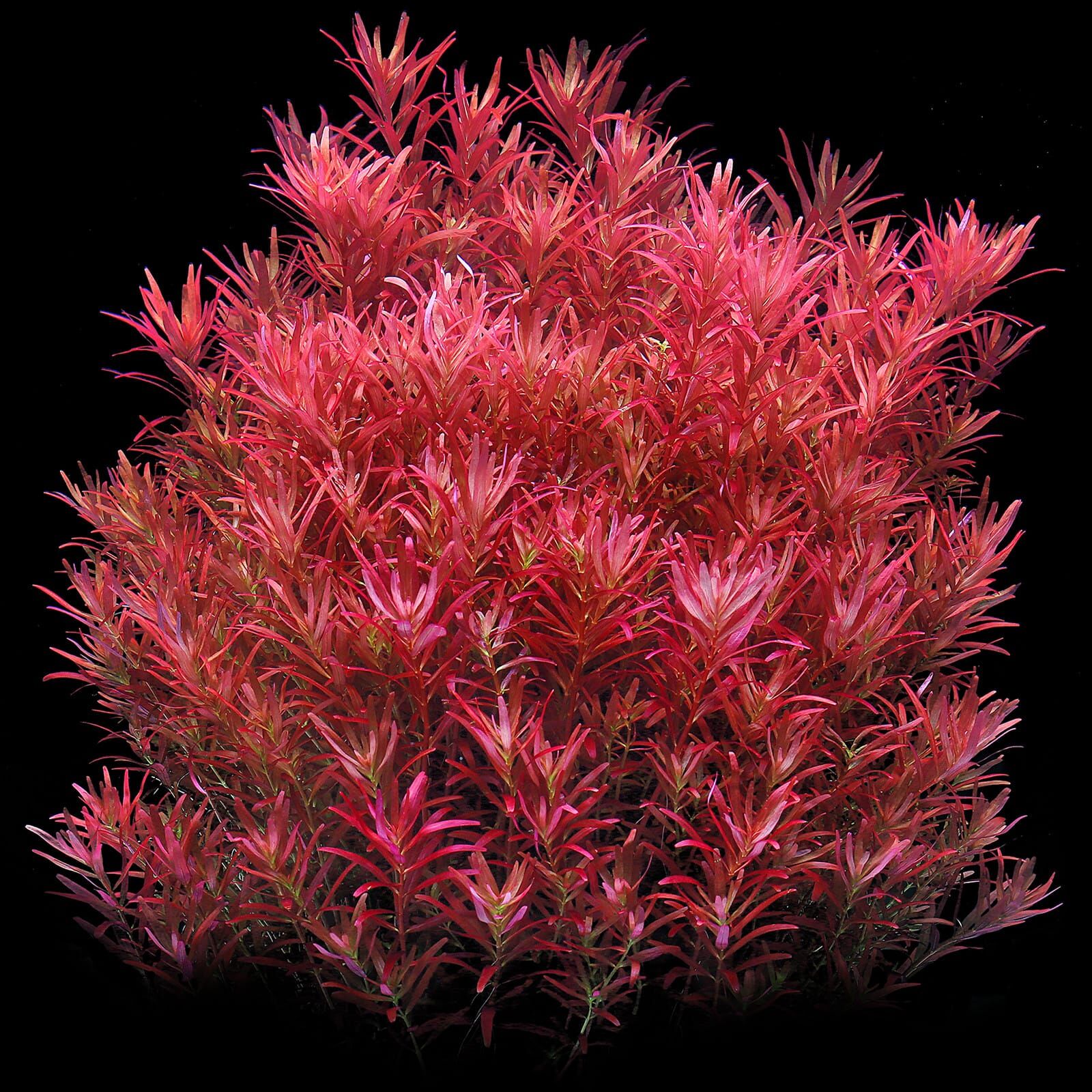 Rotala rotundifolia "Singapore Blood Red" - Pot | Aquasabi - Aquascaping Shop
