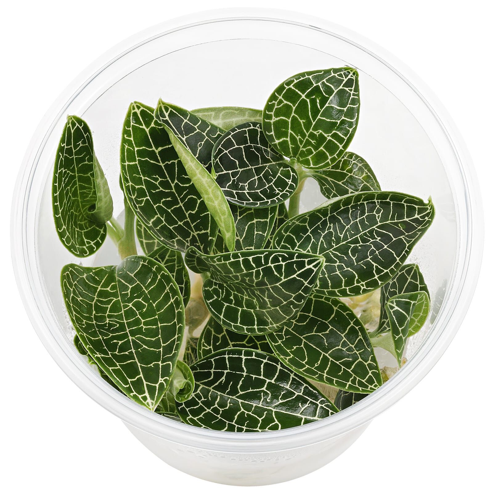 Macodes "Silbernetz" | Aquasabi - Aquascaping Shop