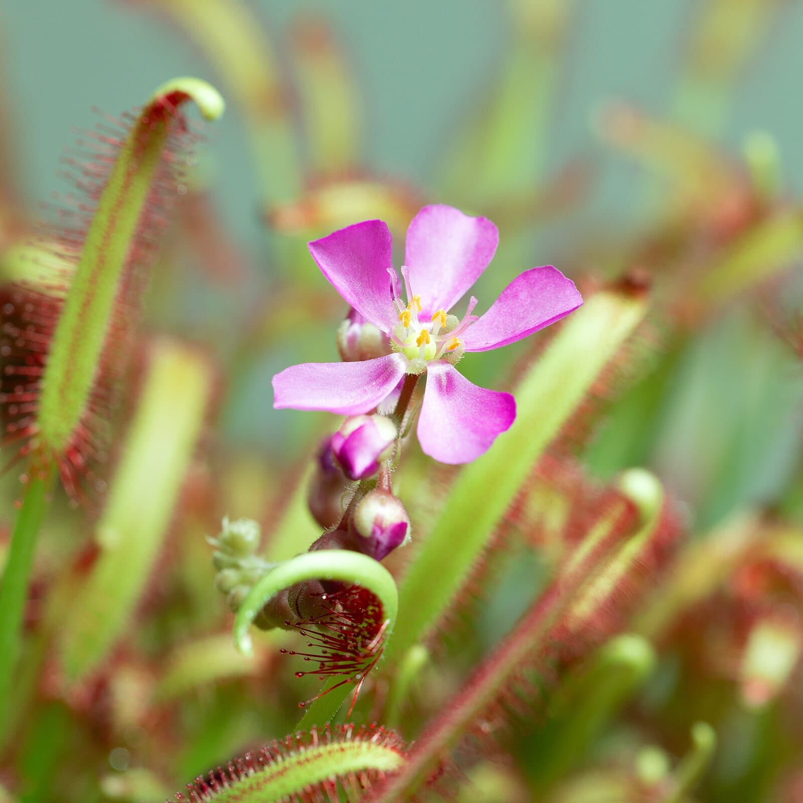 Drosera capensis | Aquasabi - Aquascaping Shop