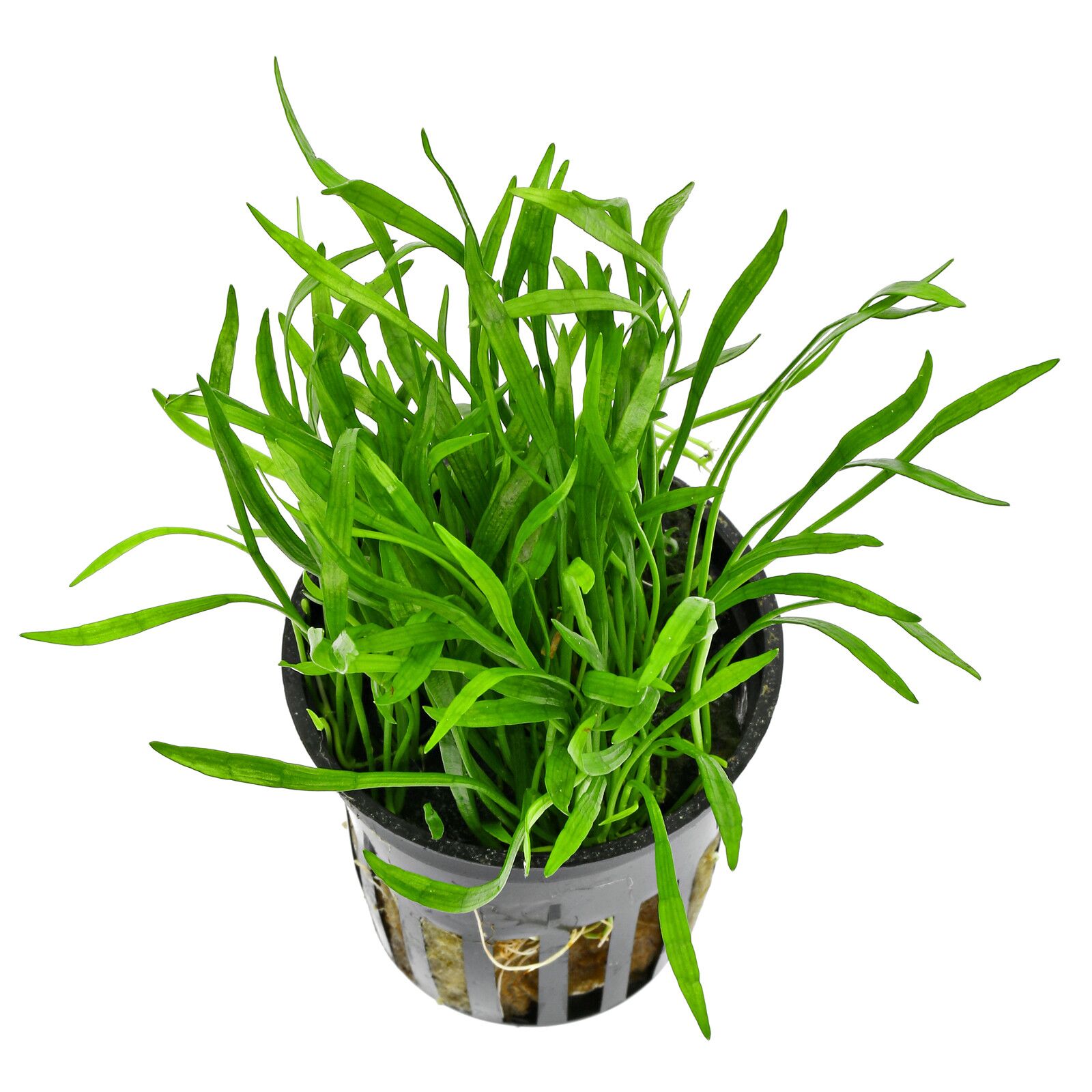 Lilaeopsis brasiliensis - Pot | Aquasabi - Aquascaping Shop