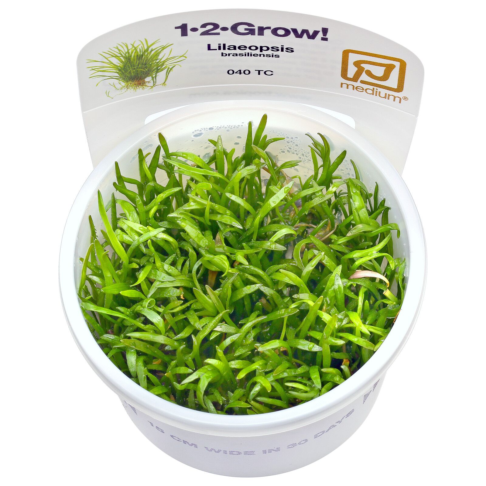 Lilaeopsis brasiliensis | Aquasabi - Aquascaping Shop